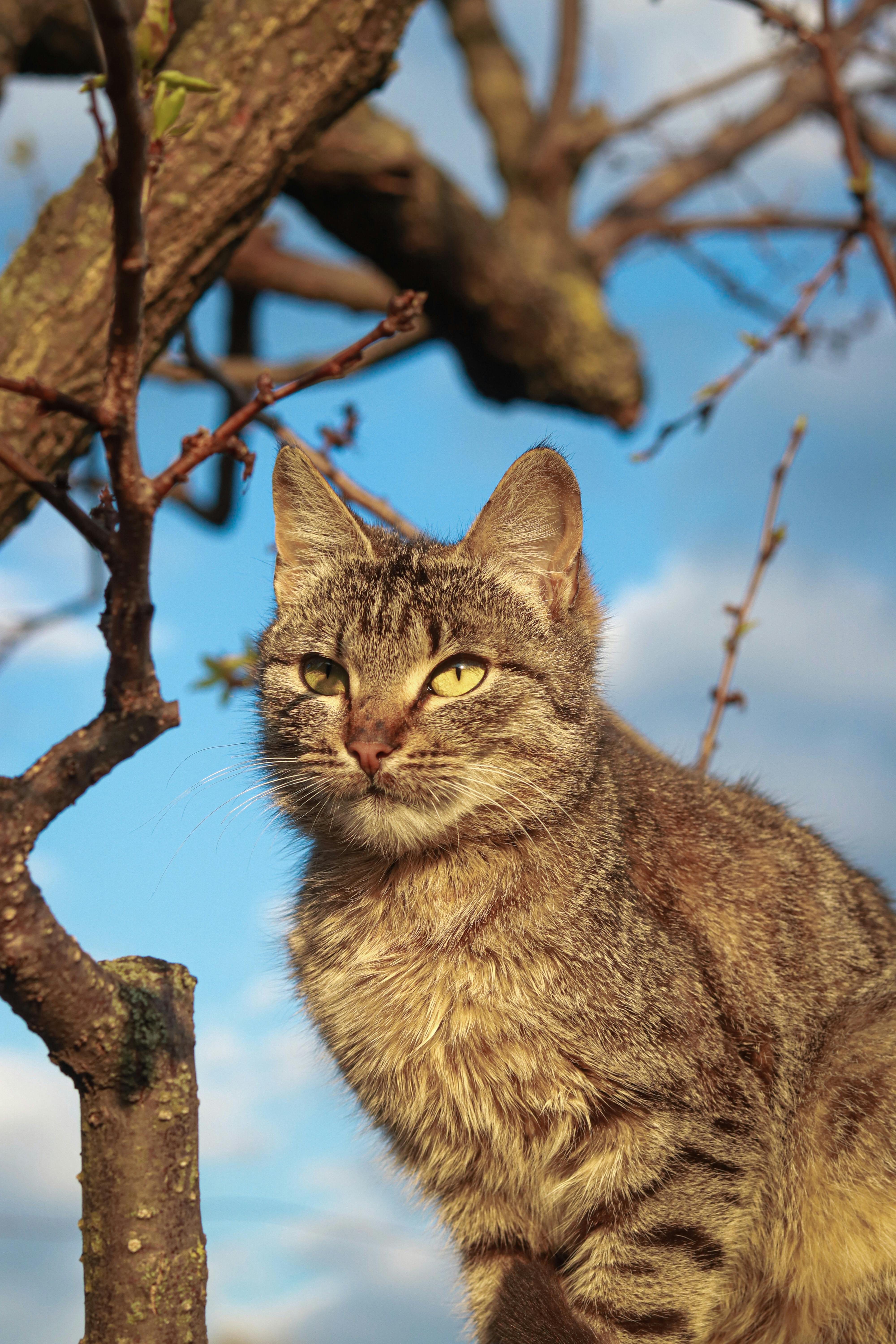 Cat Sitting on Tree Branch · Free Stock Photo