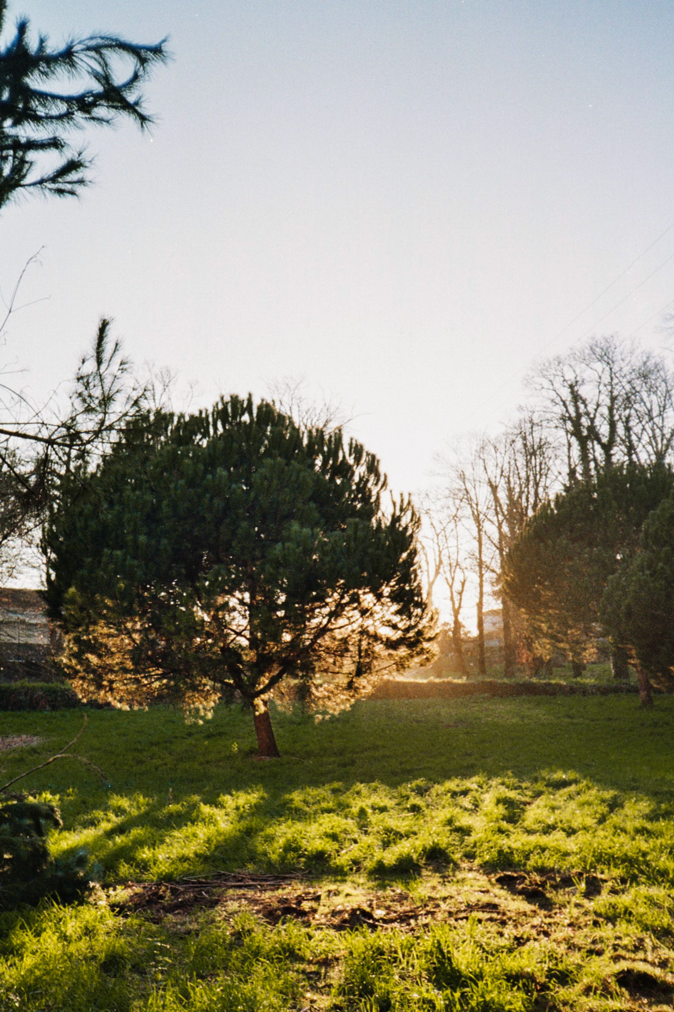 Against the light · Free Stock Photo