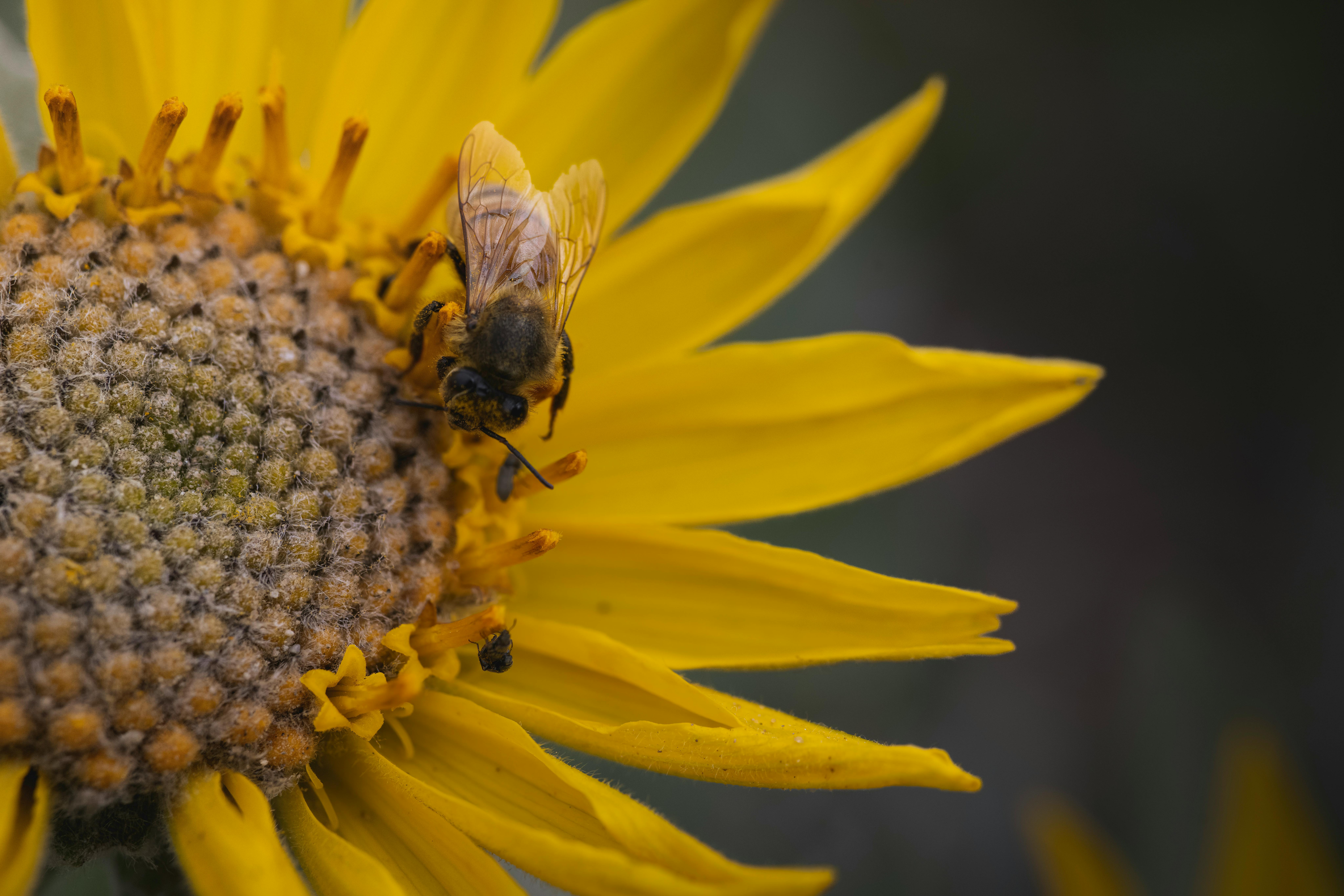 Bee on Sunflower · Free Stock Photo