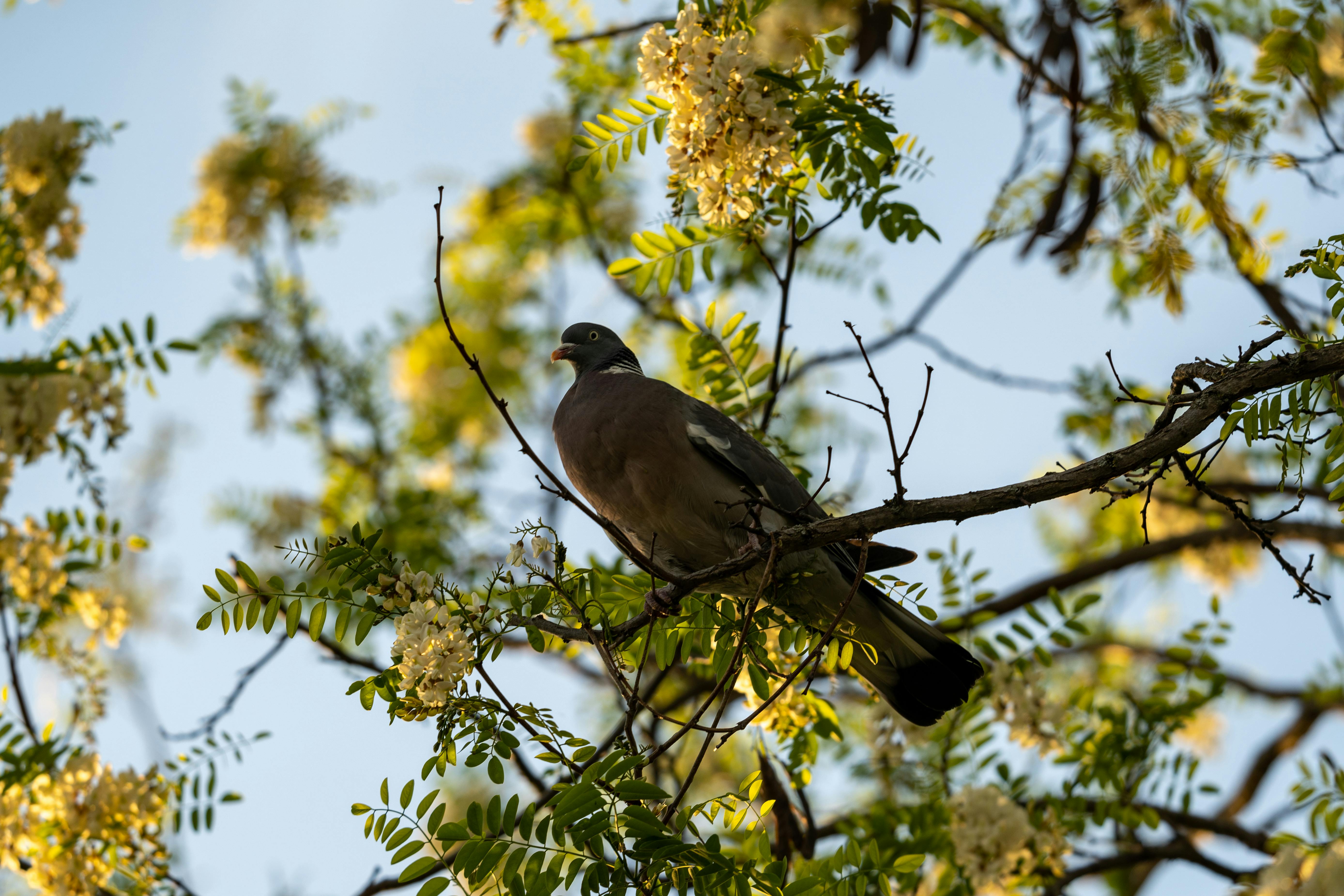 Close-up of a Wood Pigeon Sitting on a Tree Branch · Free Stock Photo