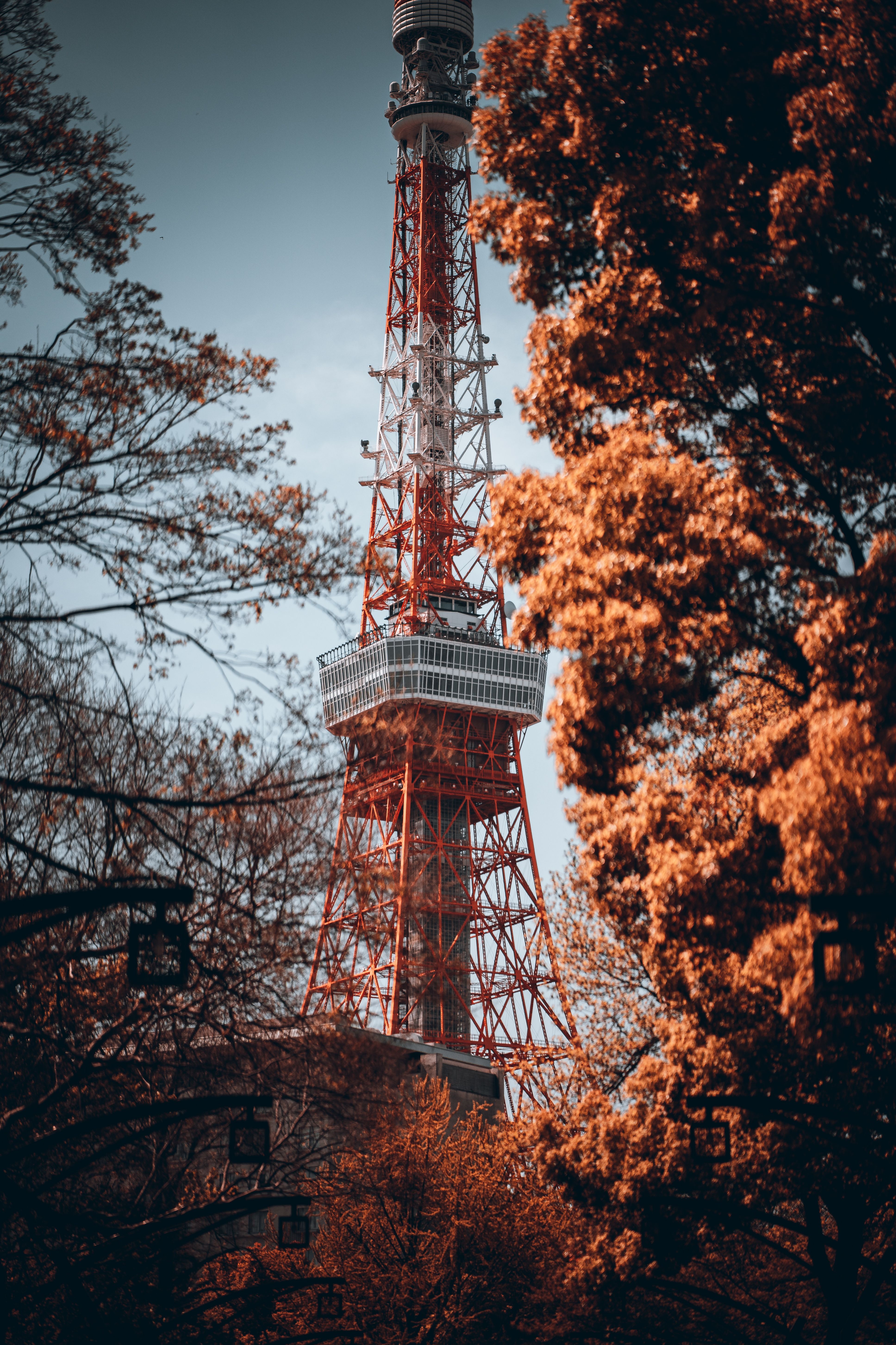 View of Autumnal Trees and the Tokyo Tower · Free Stock Photo