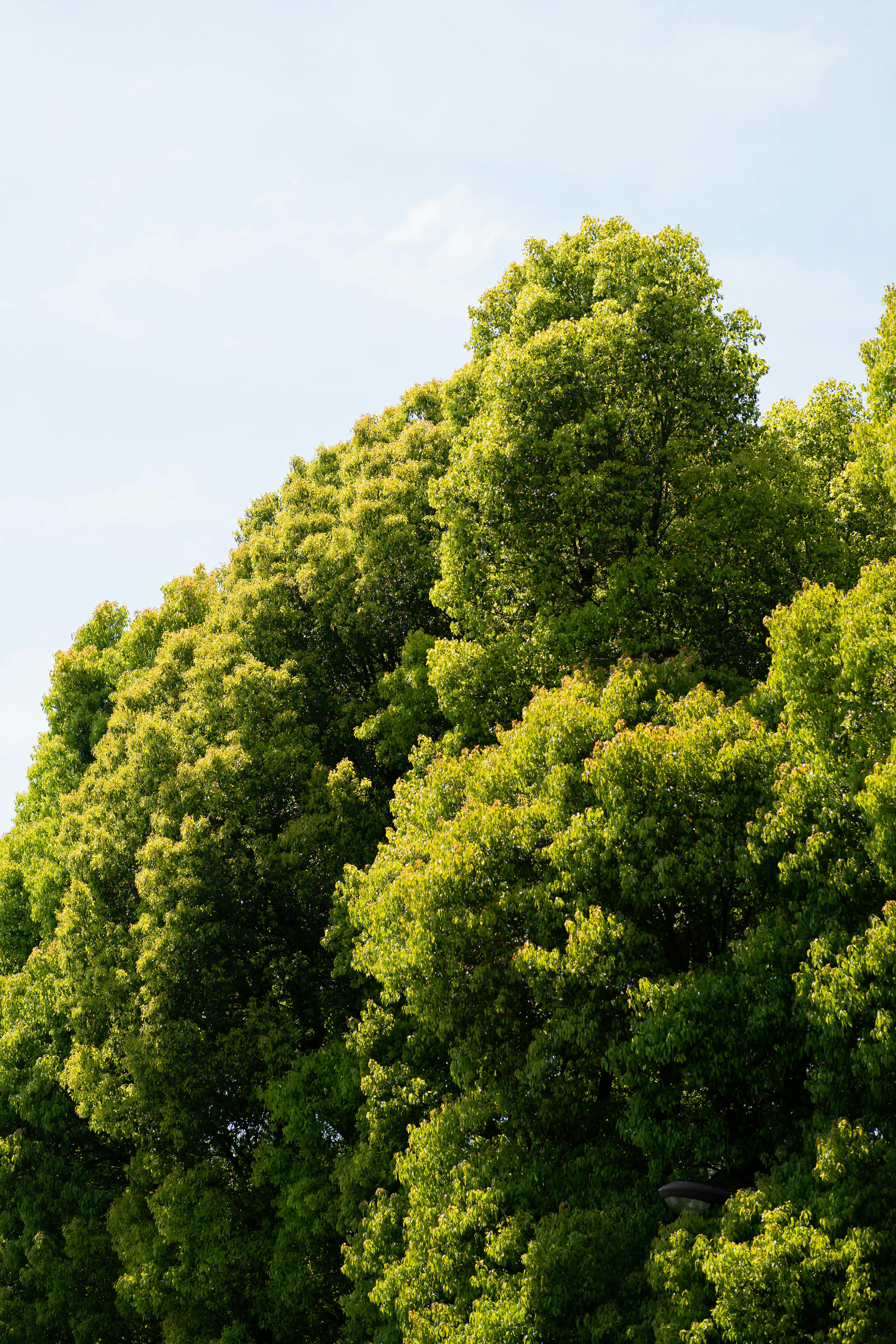 View of Bright Green Trees under Blue Sky in Summer · Free Stock Photo