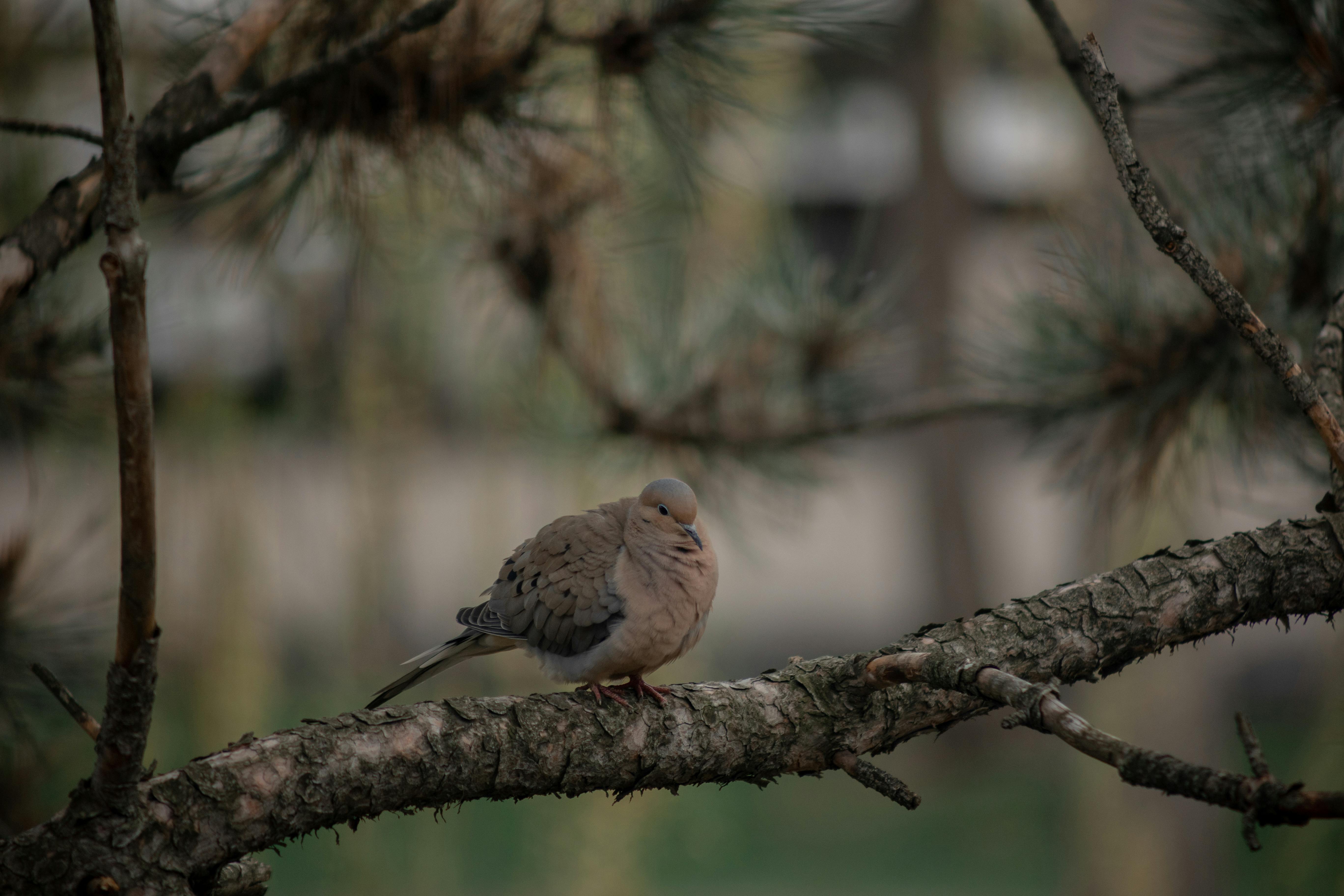 Mourning Dove Wallpaper