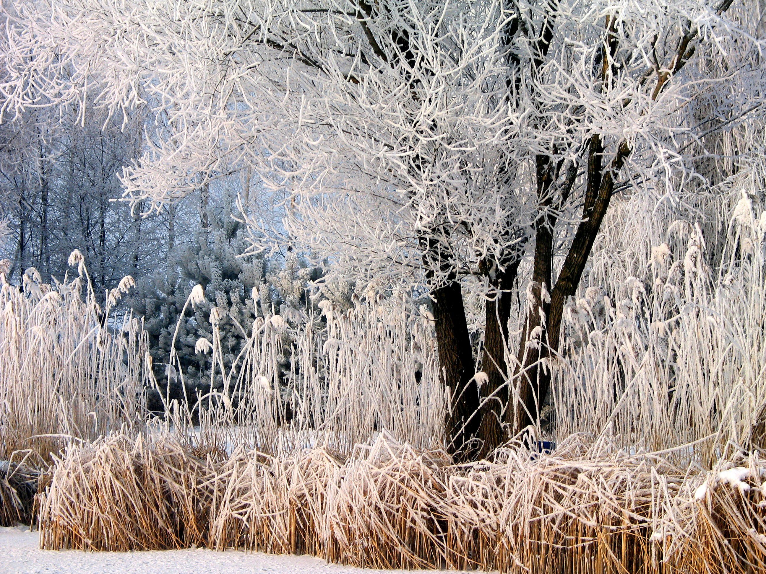 A tree with frost on it and some reeds · Free Stock Photo
