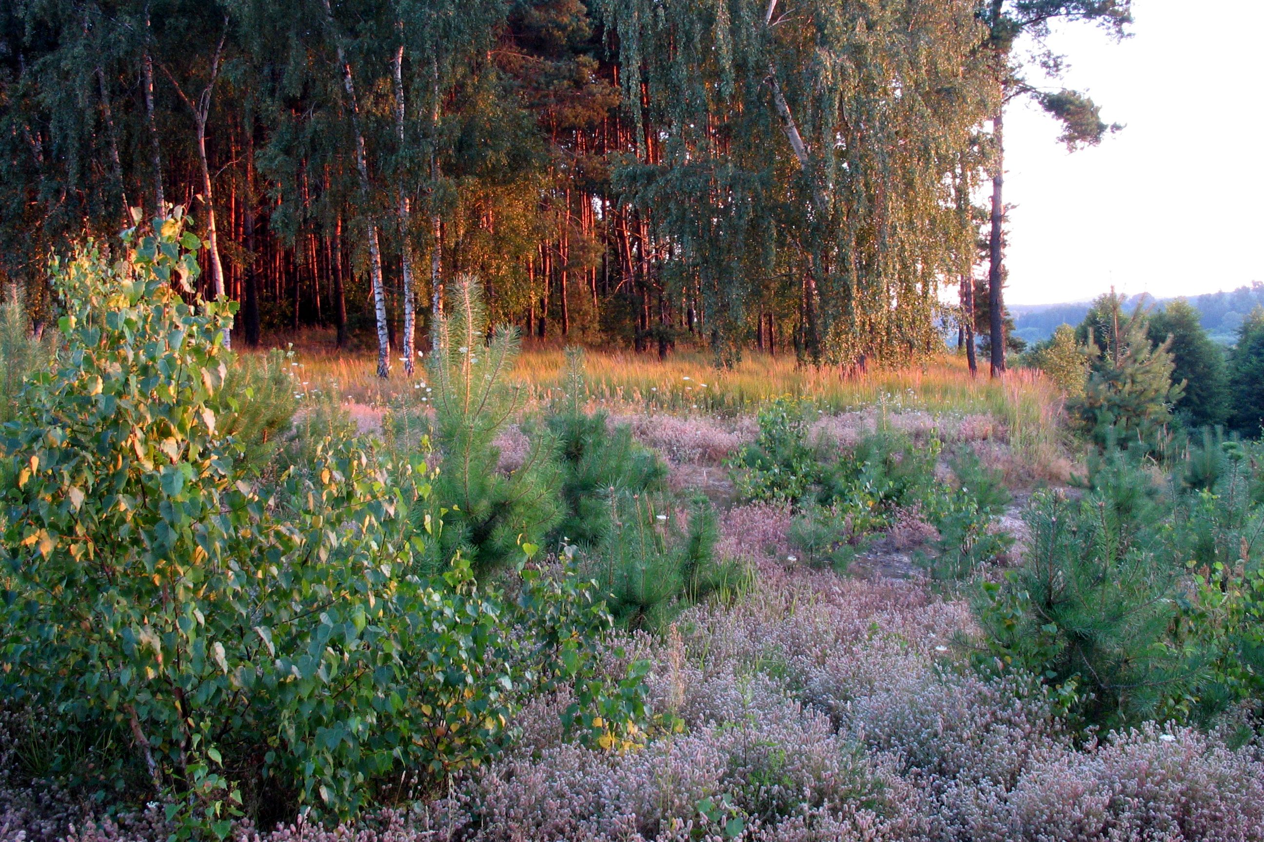 A field with trees and bushes in the background · Free Stock Photo