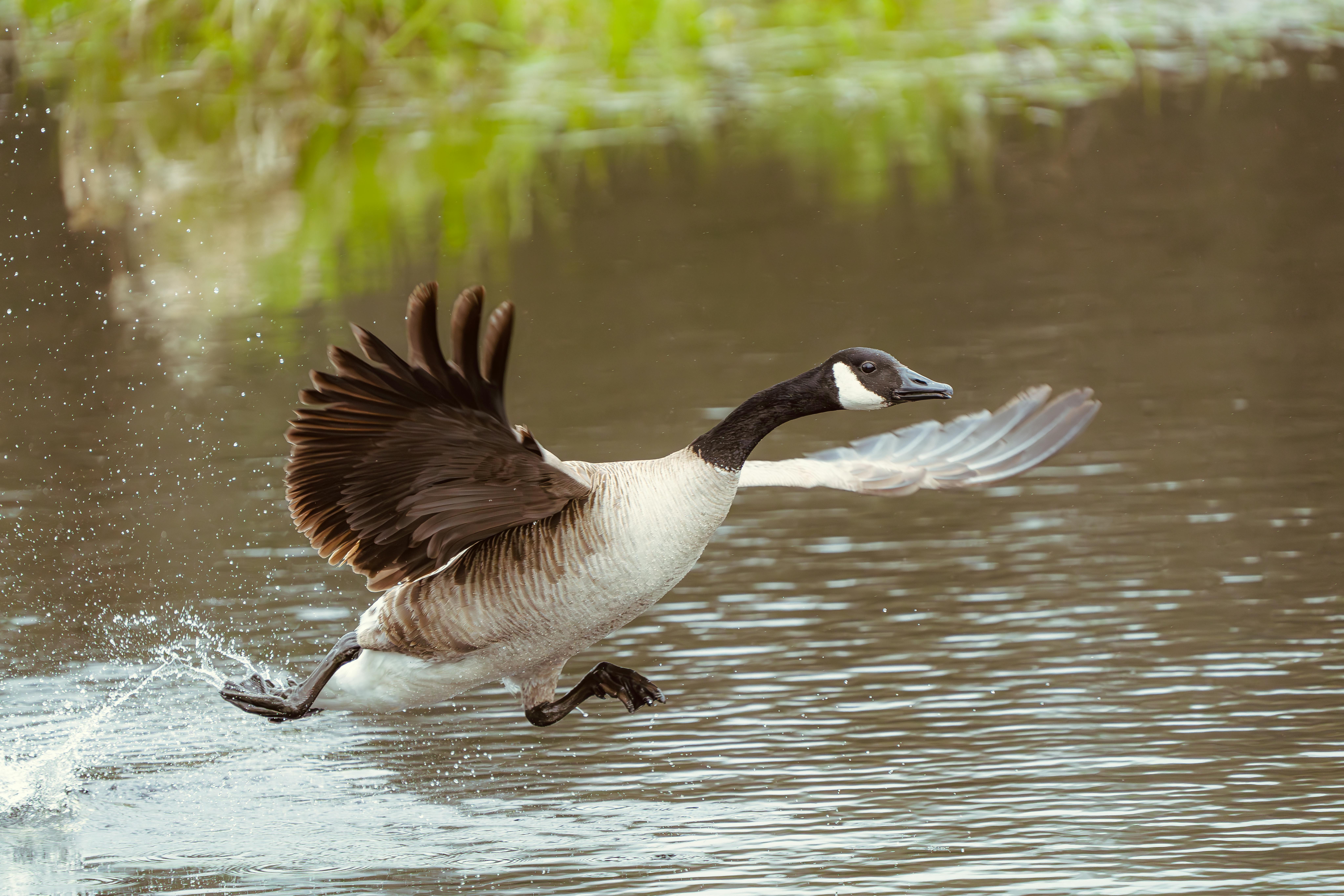 Close-up of a Goose Flying above Water · Free Stock Photo