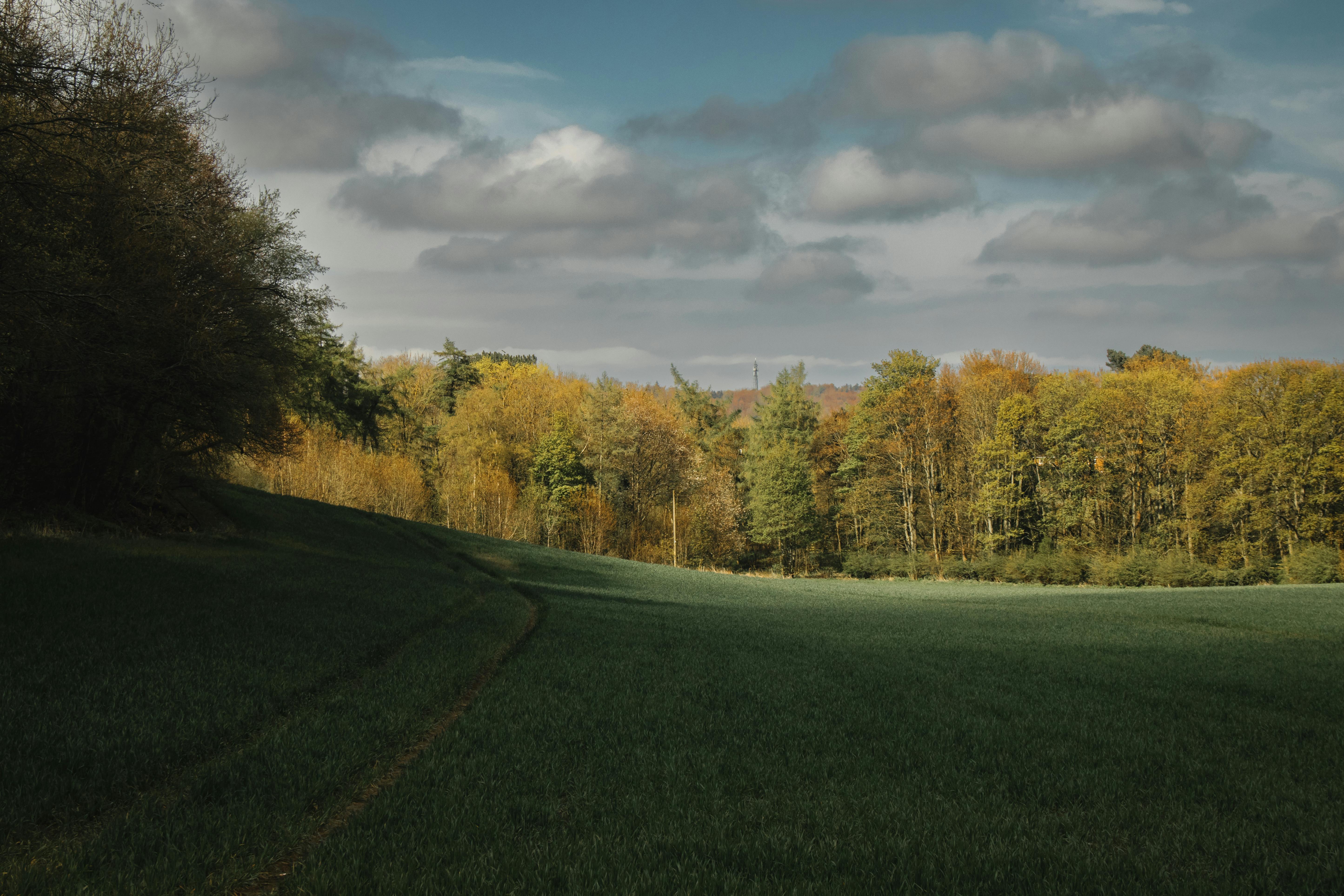Field and Forest in Autumn · Free Stock Photo