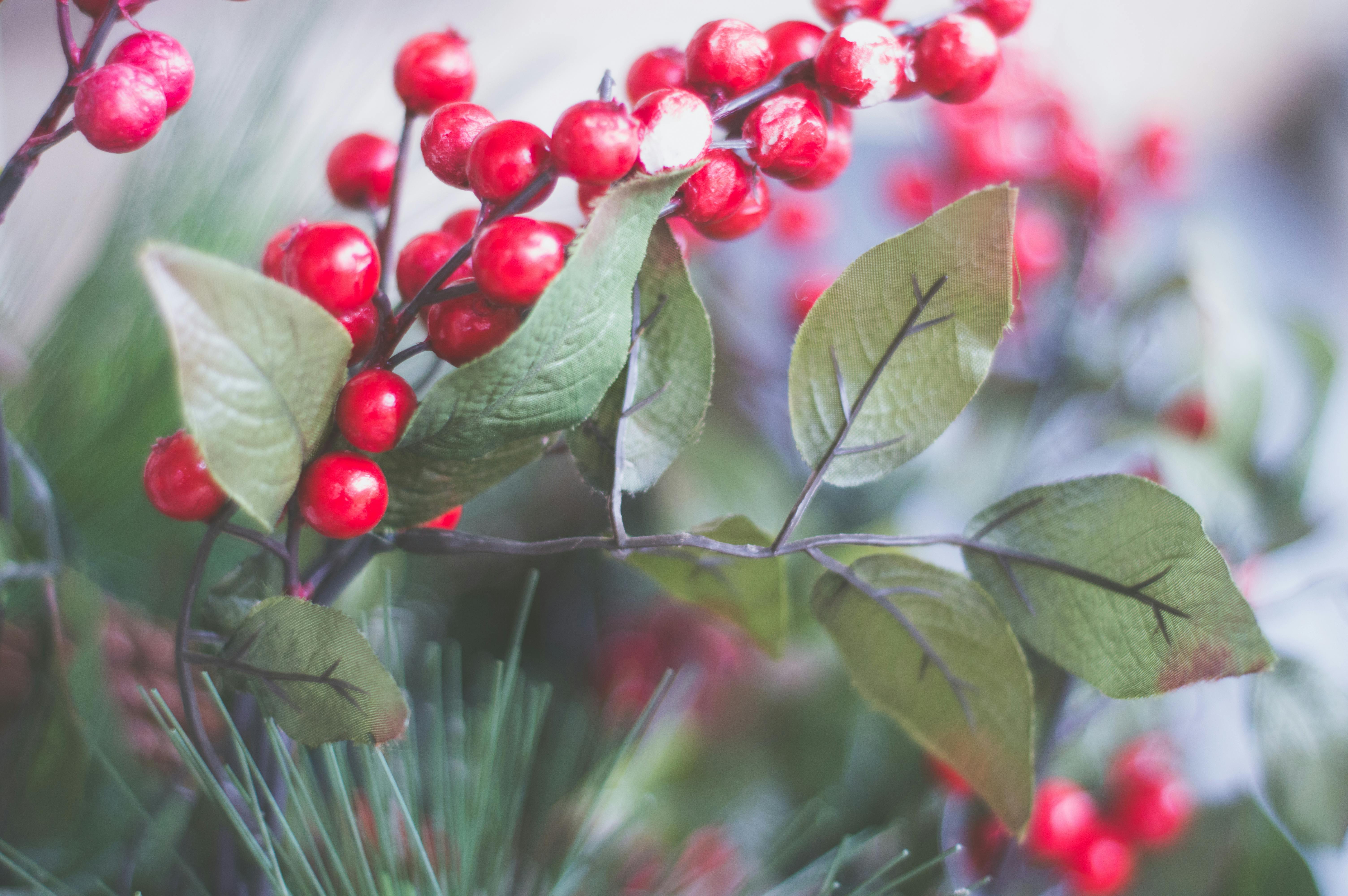 Selective Focus Photograph of Gray Fruit · Free Stock Photo