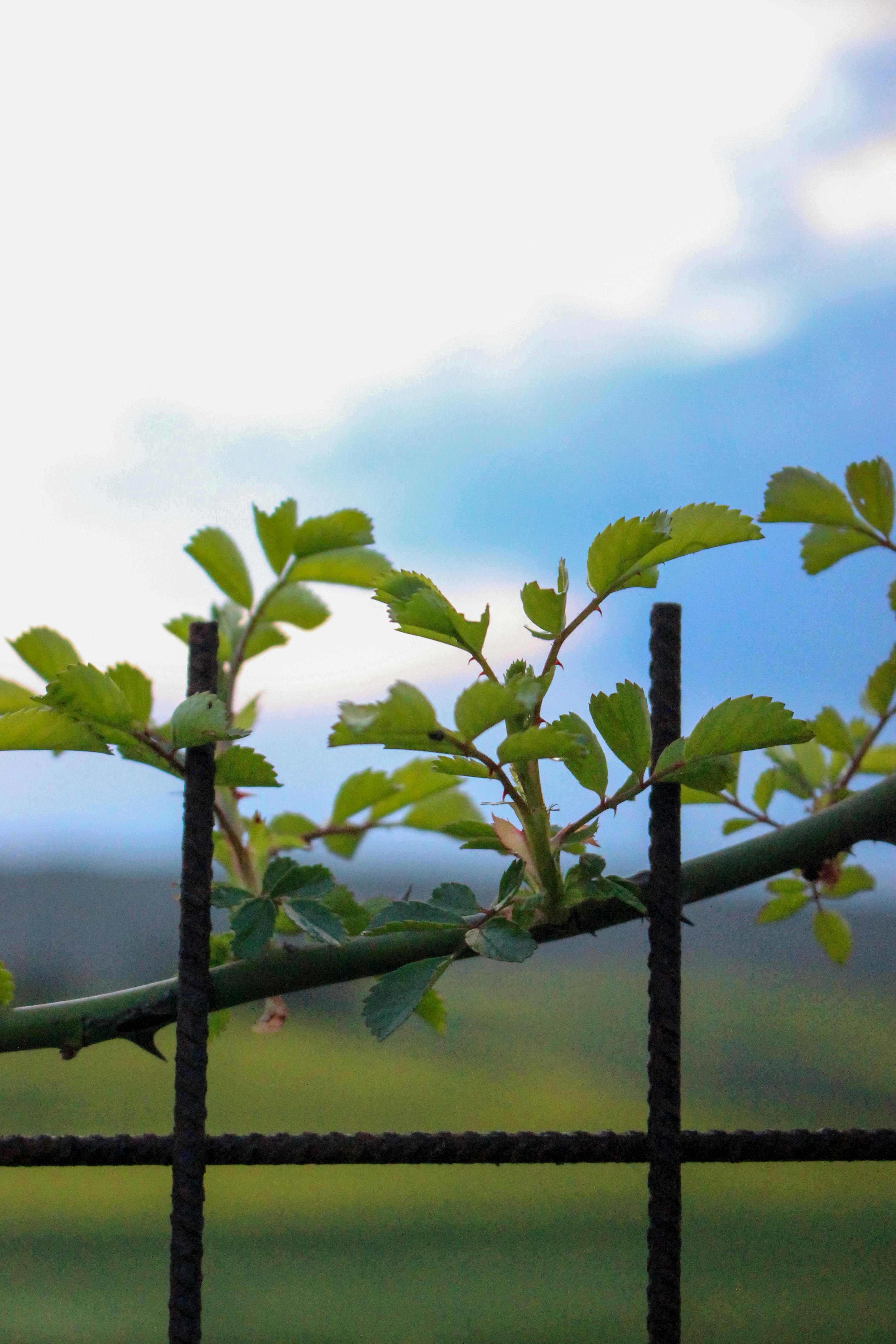 Close-up of a Climbing Rose Branch with Leaves and Thorns on a Fence ...