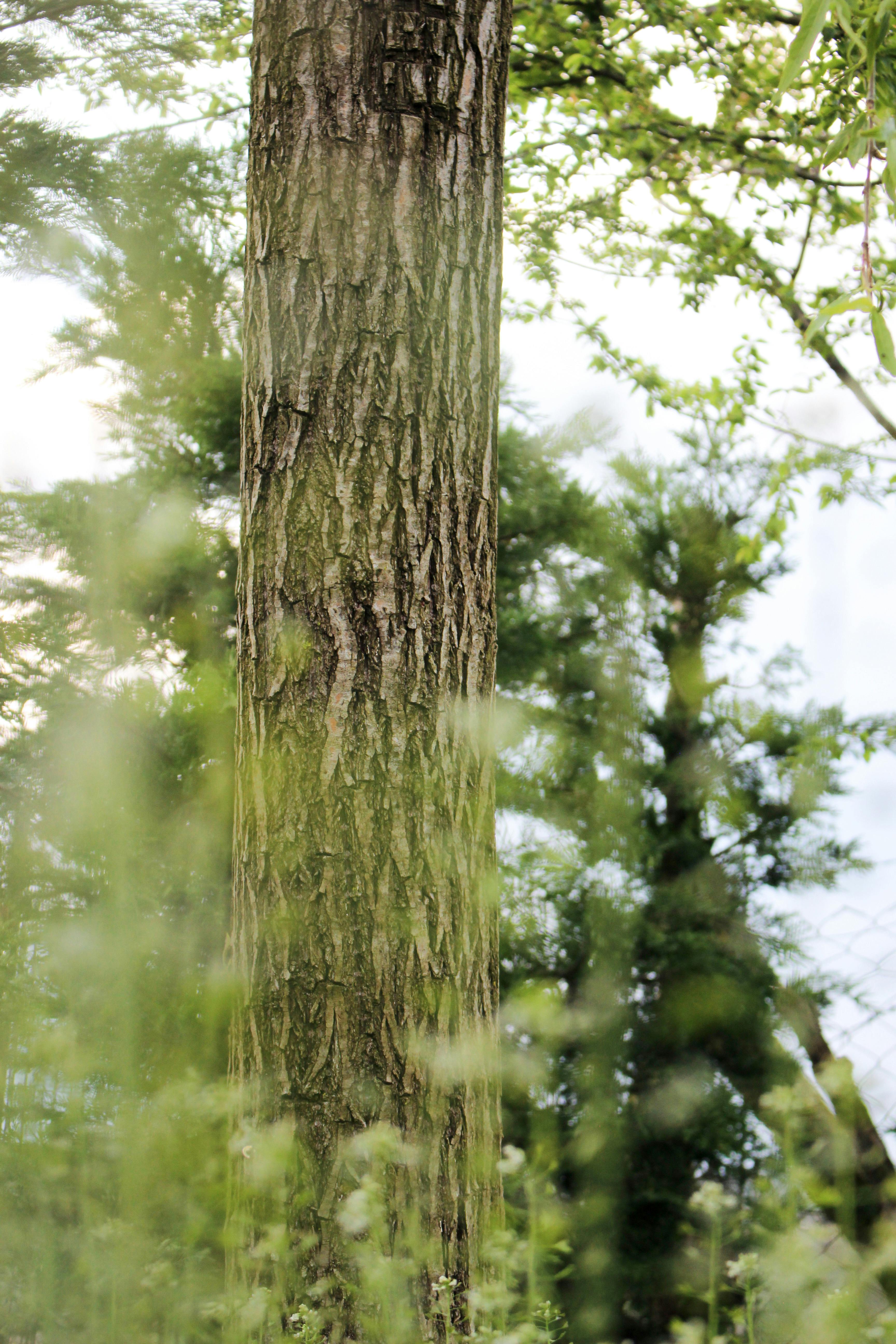 Selective Focus of the Tree Trunk · Free Stock Photo