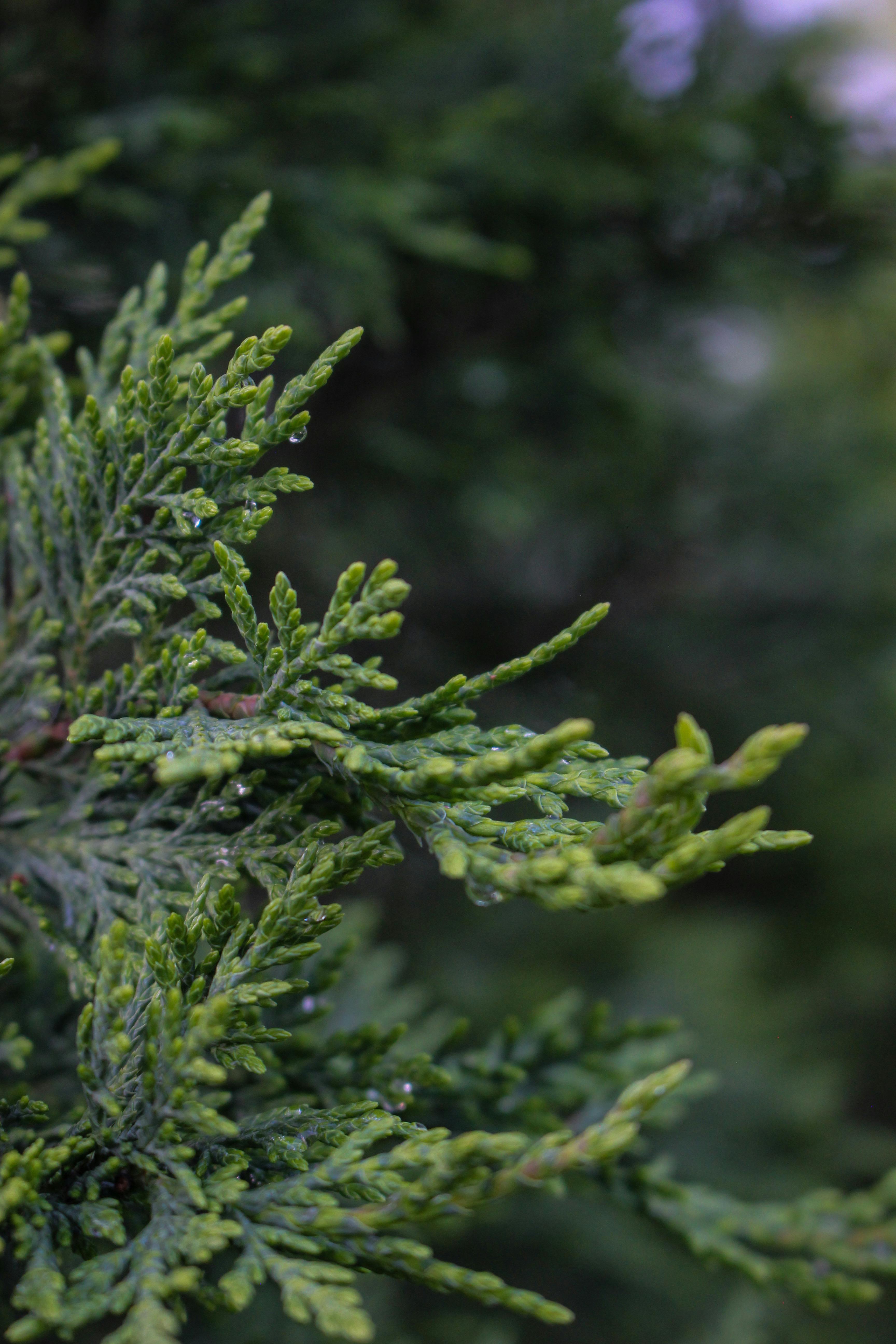 Cypress Shrub Photos, Download The BEST Free Cypress Shrub Stock Photos ...