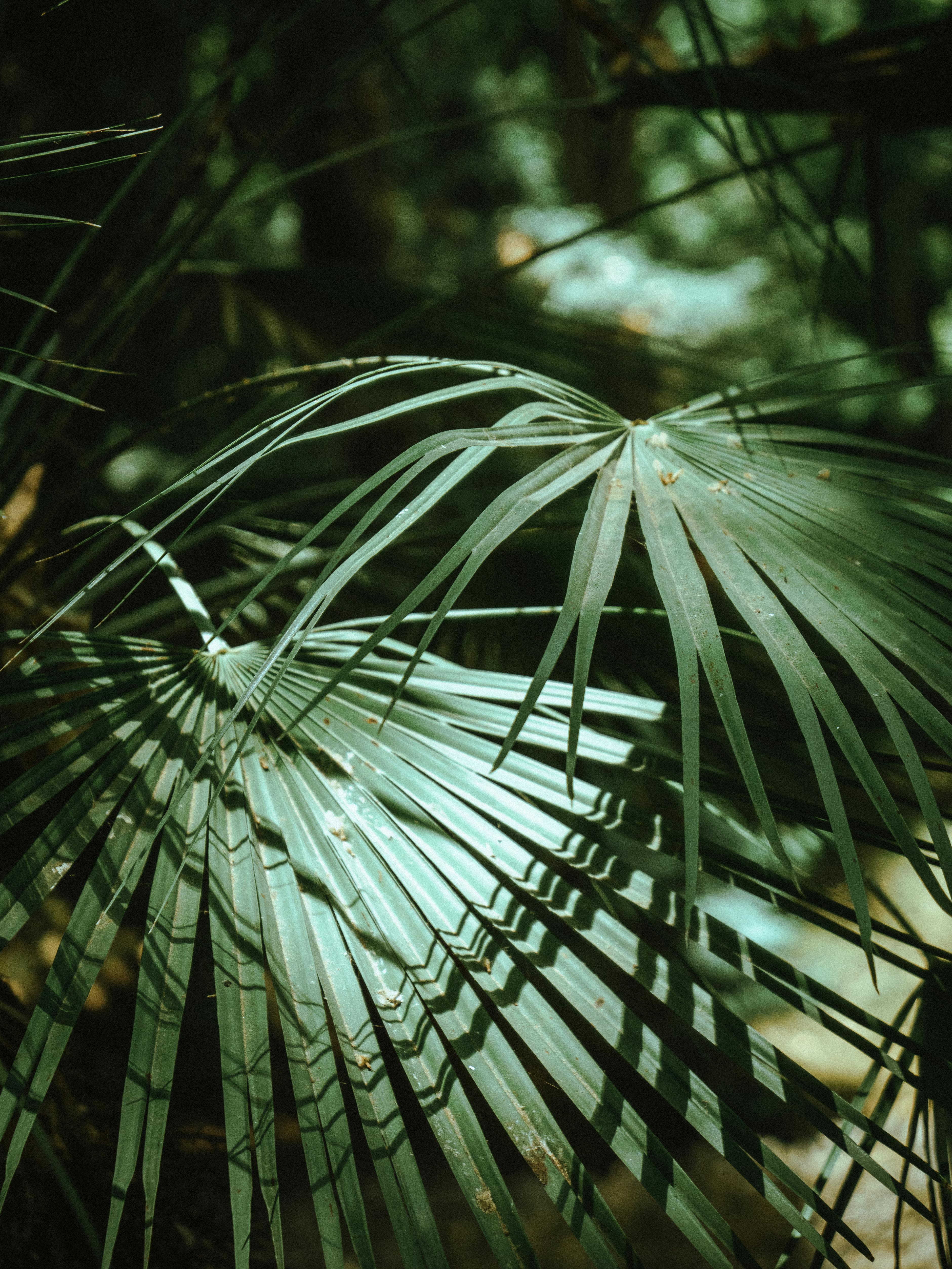 Green, Long Leaves of Plants in Forest · Free Stock Photo
