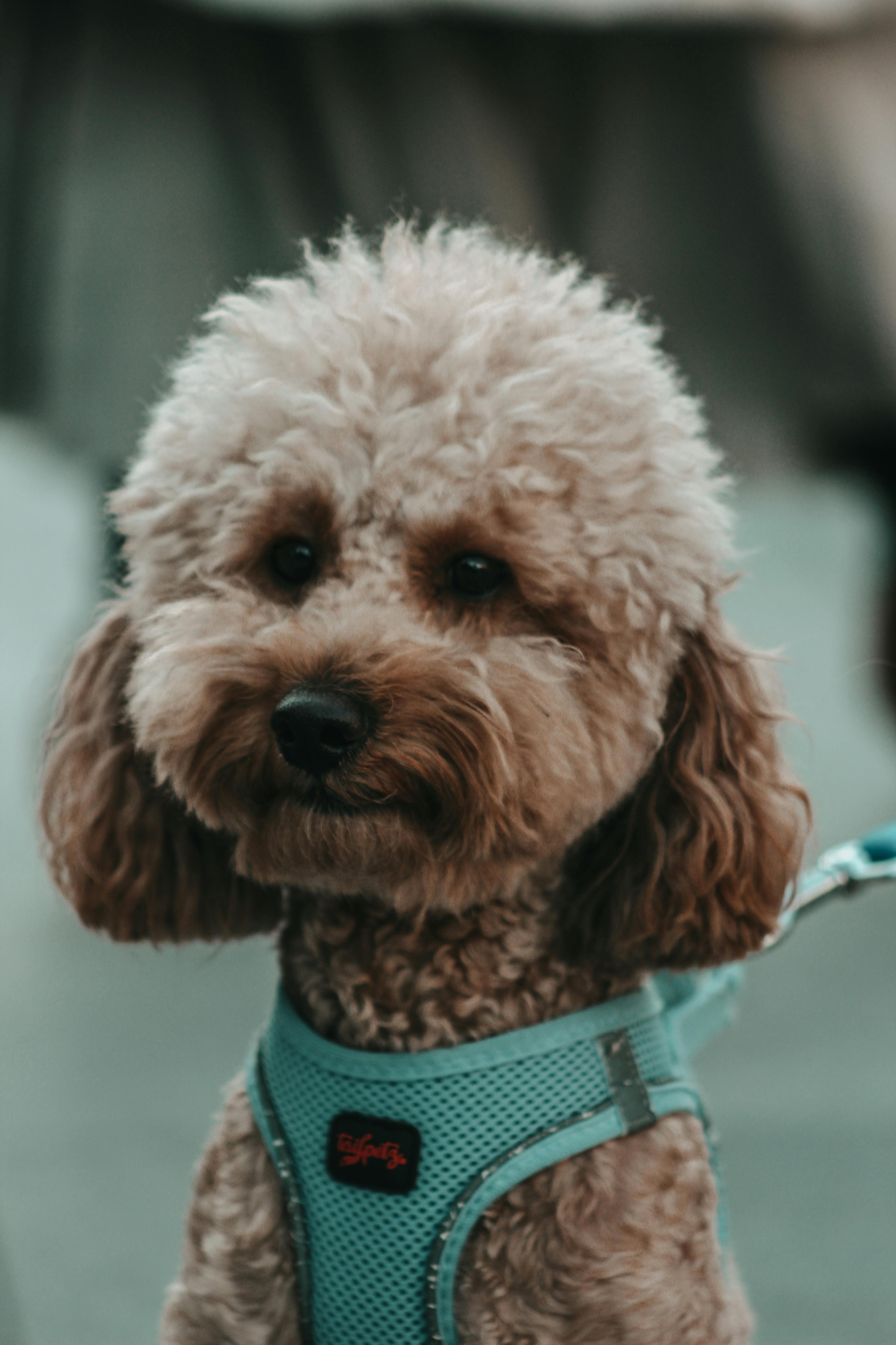 Funny Fluffy Dog · Free Stock Photo