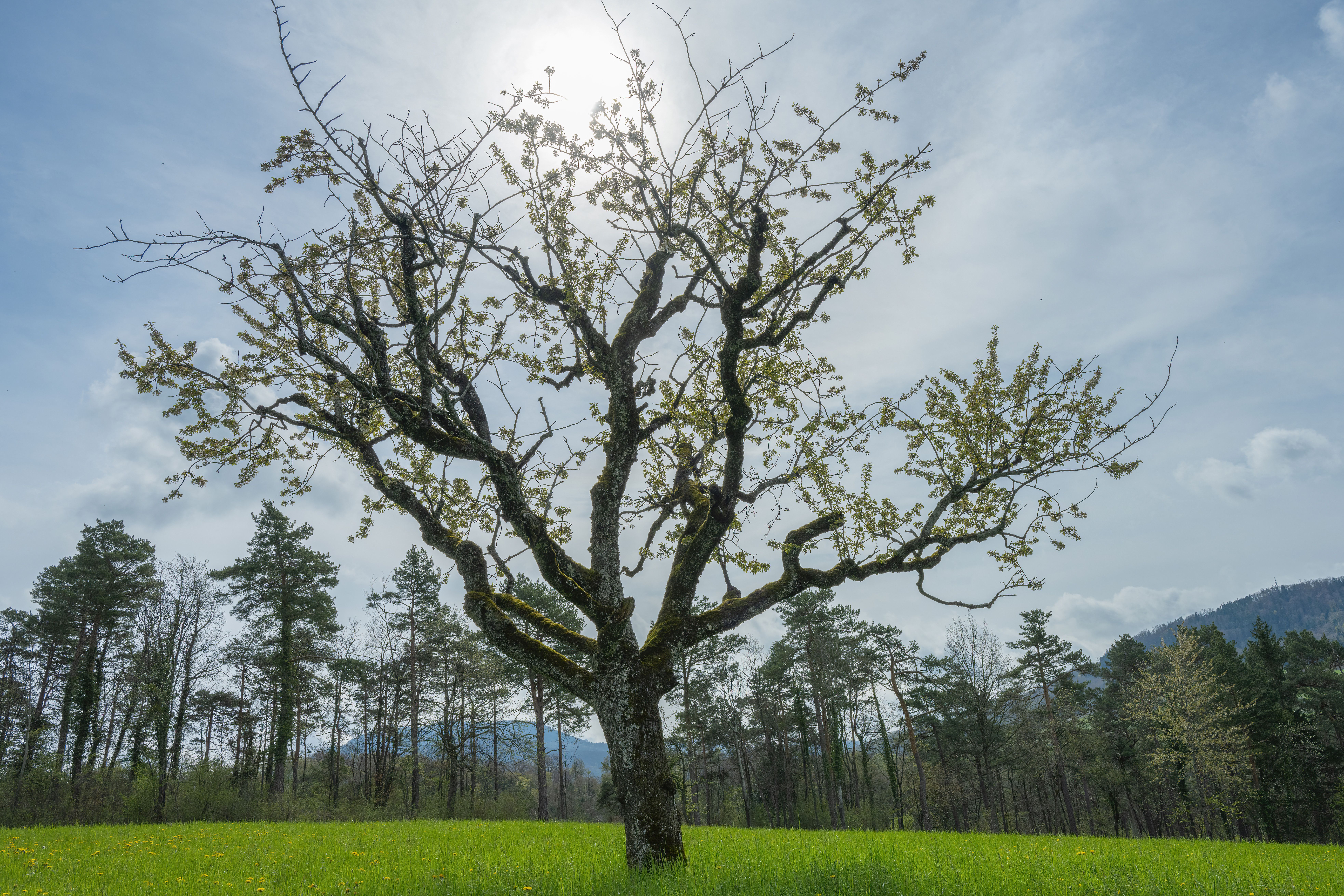 Sunlight over Trees on Plains · Free Stock Photo