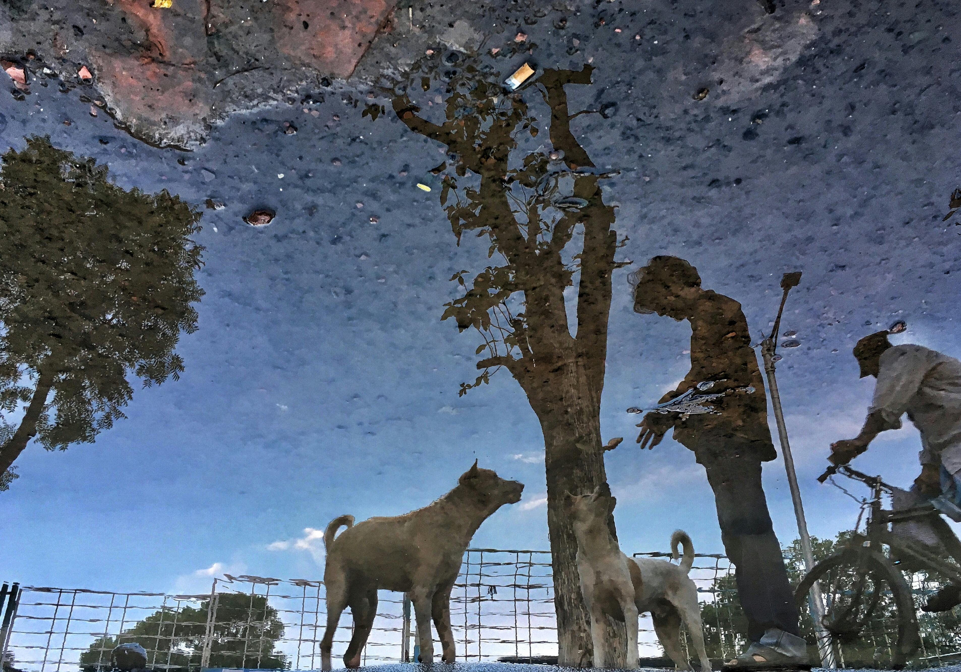 Free stock photo of abstract expressionism, baby dog, dog