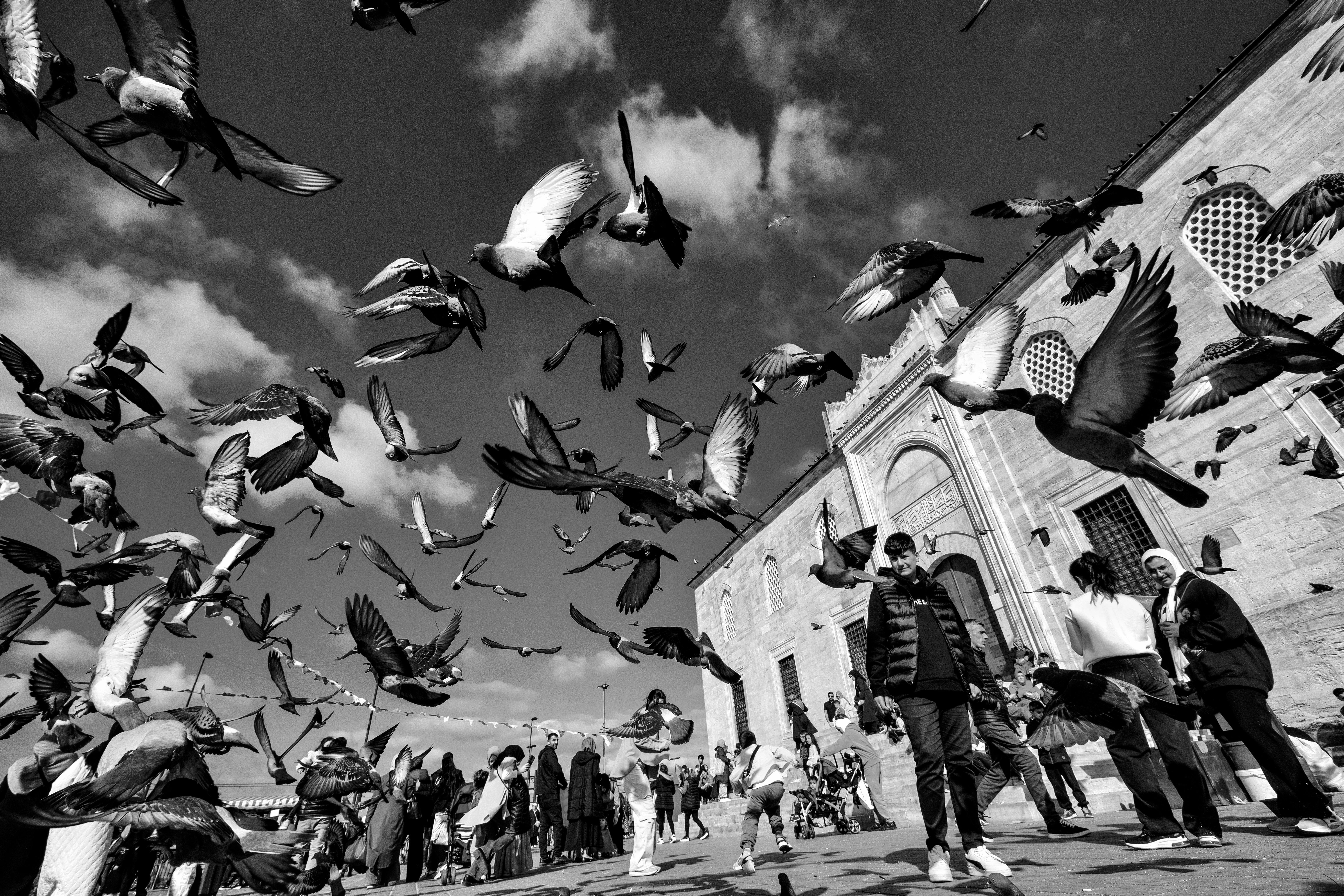 Pigeons Flying over a Town Square · Free Stock Photo
