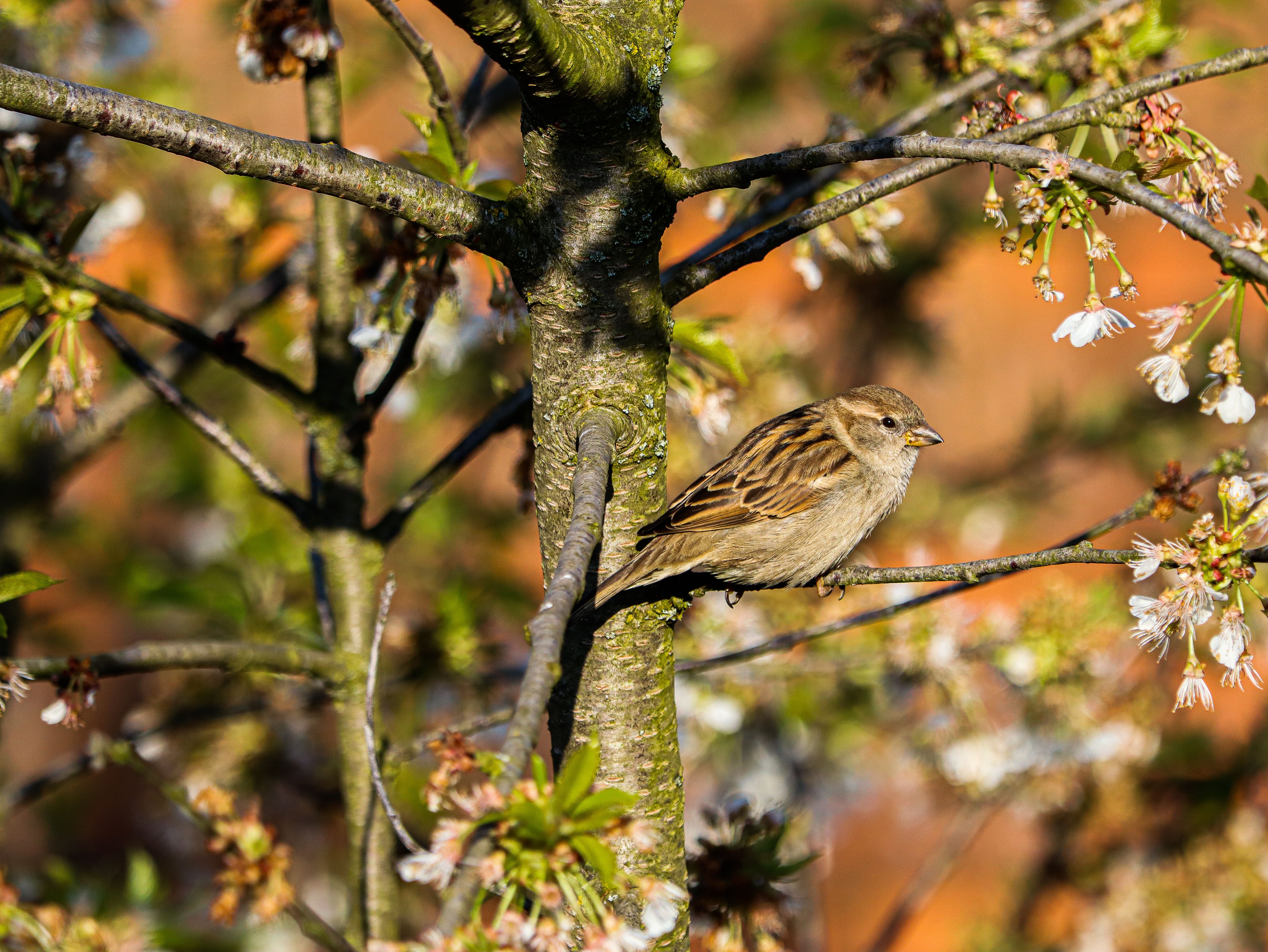 Sparrow Perching on Blossoming Cherry Tree · Free Stock Photo