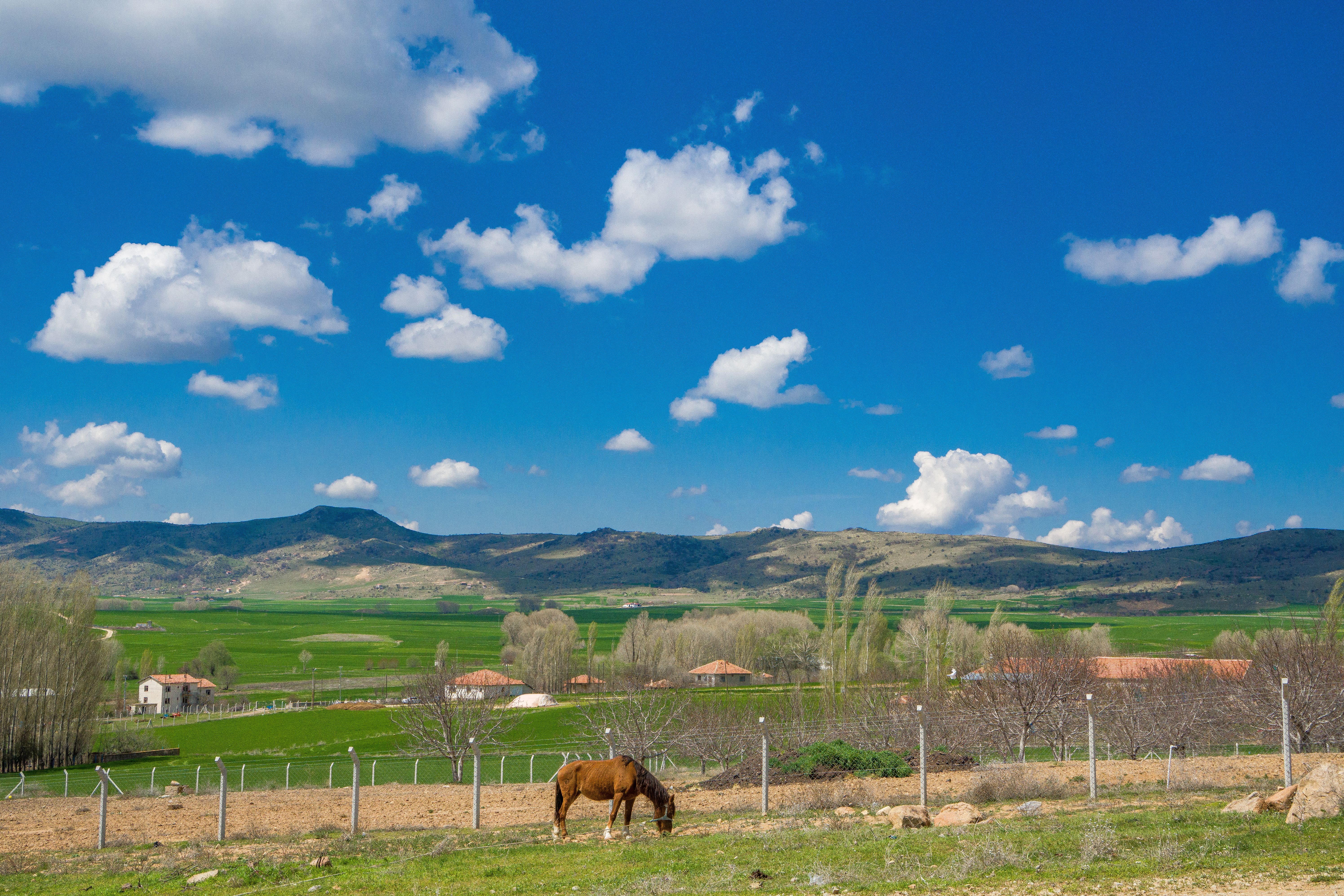 Scenic Photo of a Horse in the Pasture · Free Stock Photo