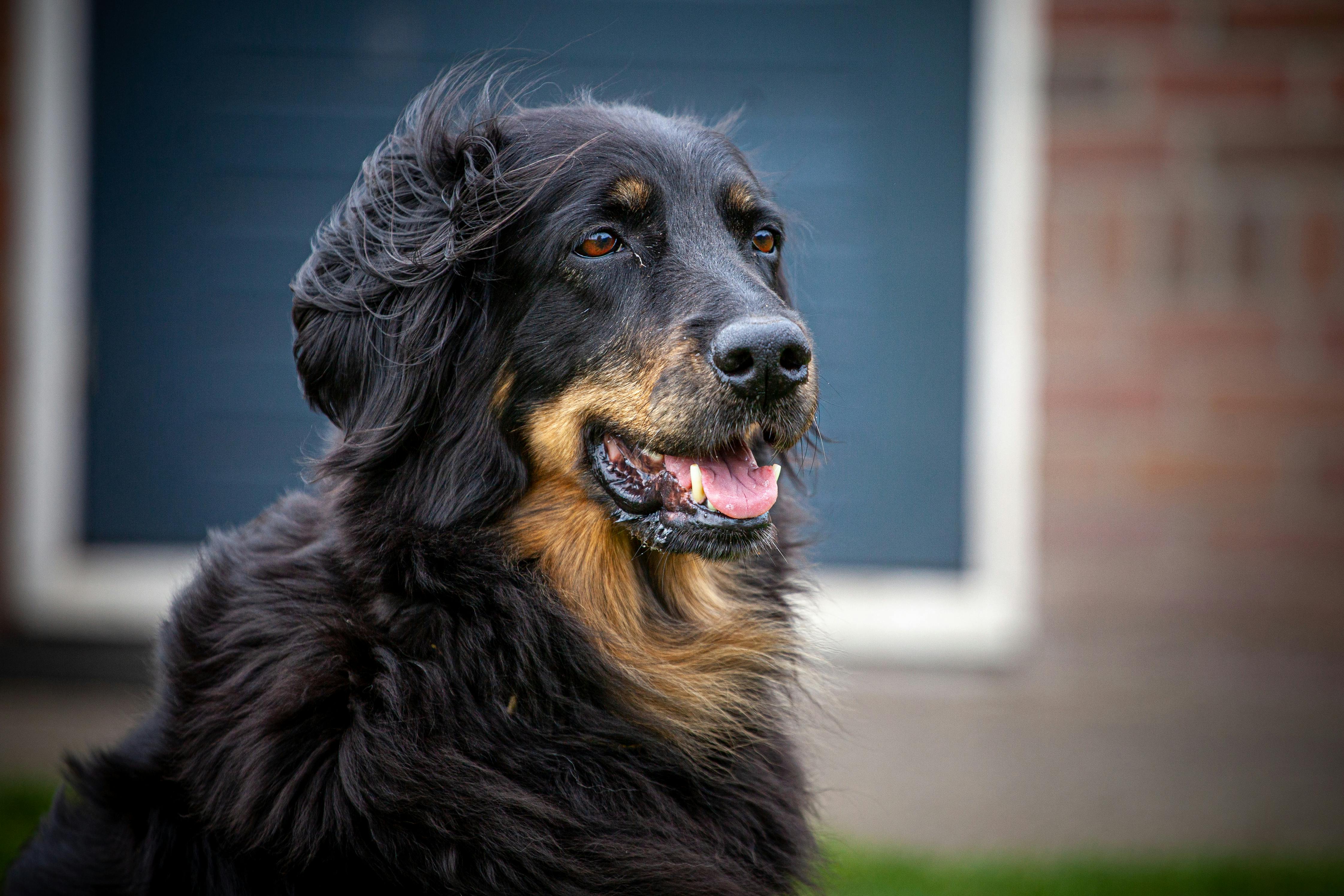 Gordon Setter Golden Retriever Mix