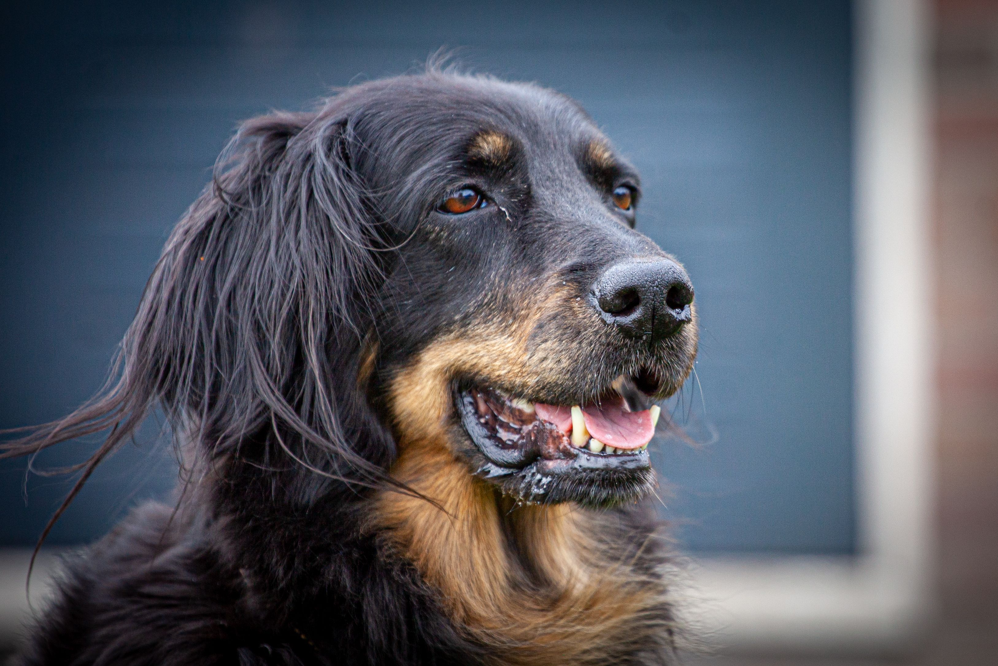Close-up Photo of a Happy Dog · Free Stock Photo