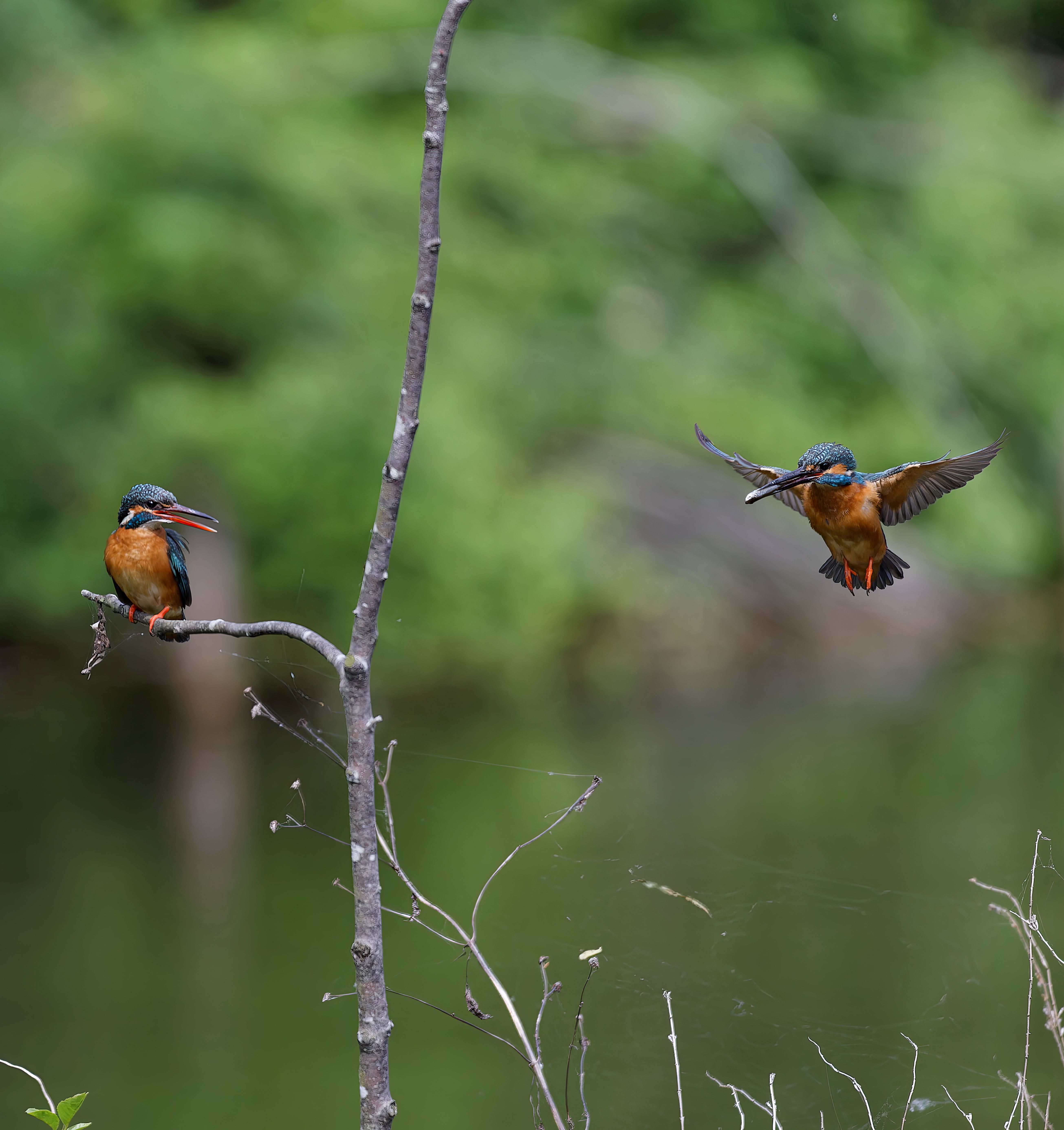 Kingfisher Bird Diving Free Stock Photo