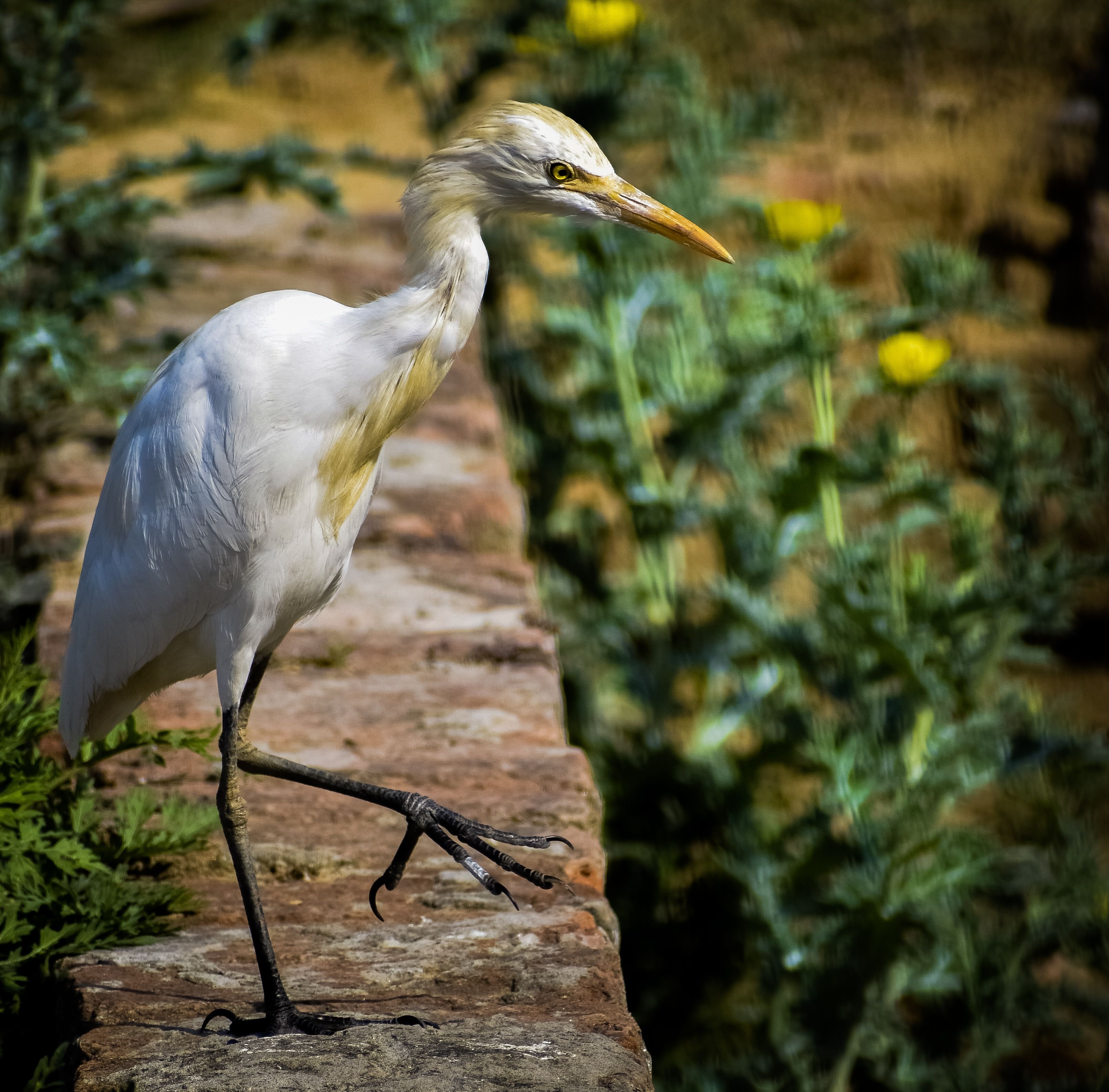 Portrait of Egret Bird · Free Stock Photo