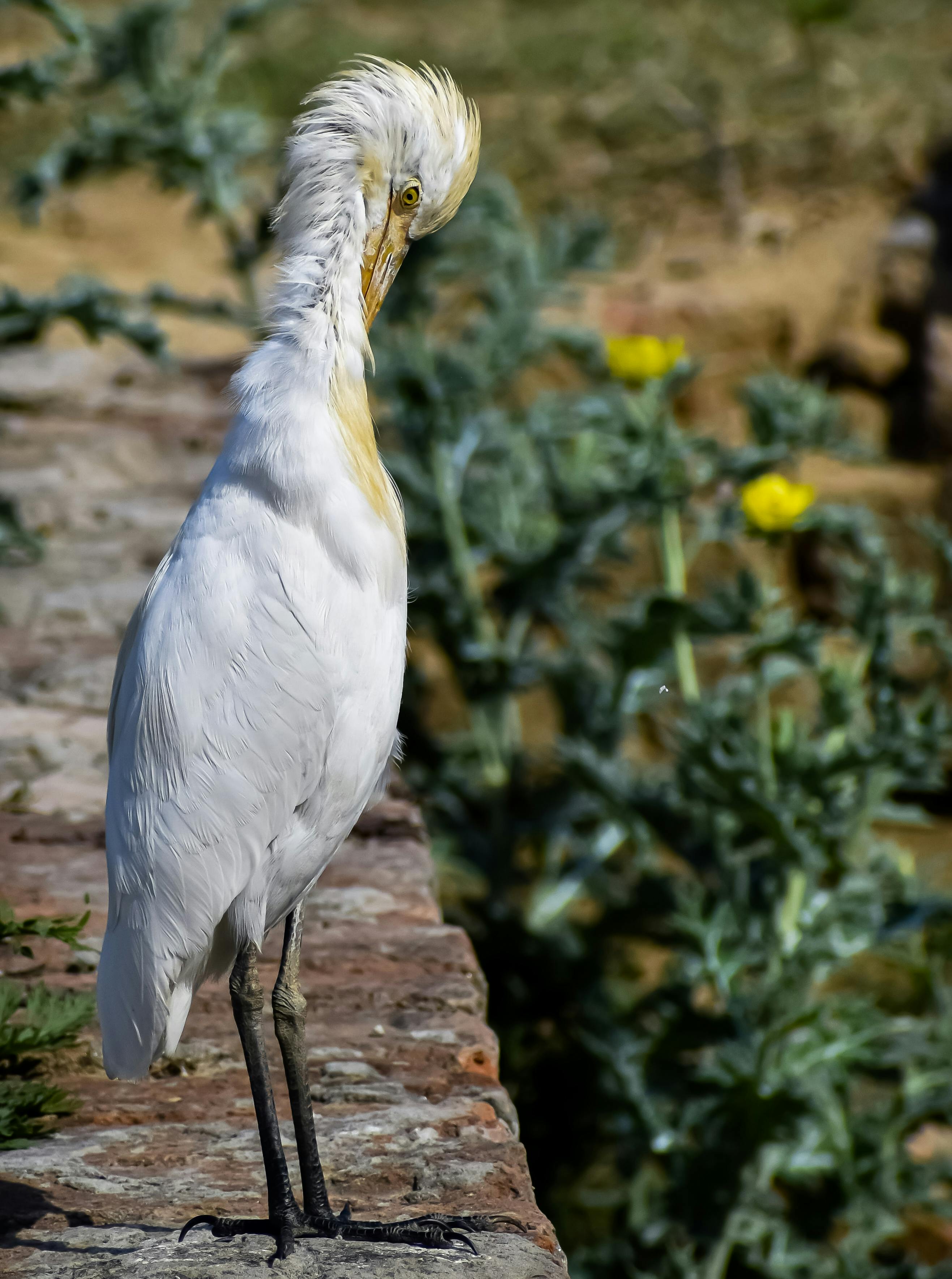 Graceful Birds Photos, Download The BEST Free Graceful Birds Stock ...