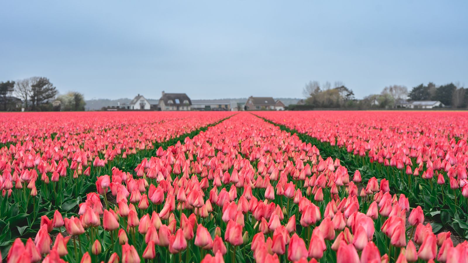 Flower Field Spring Photos, Download The BEST Free Flower Field Spring ...
