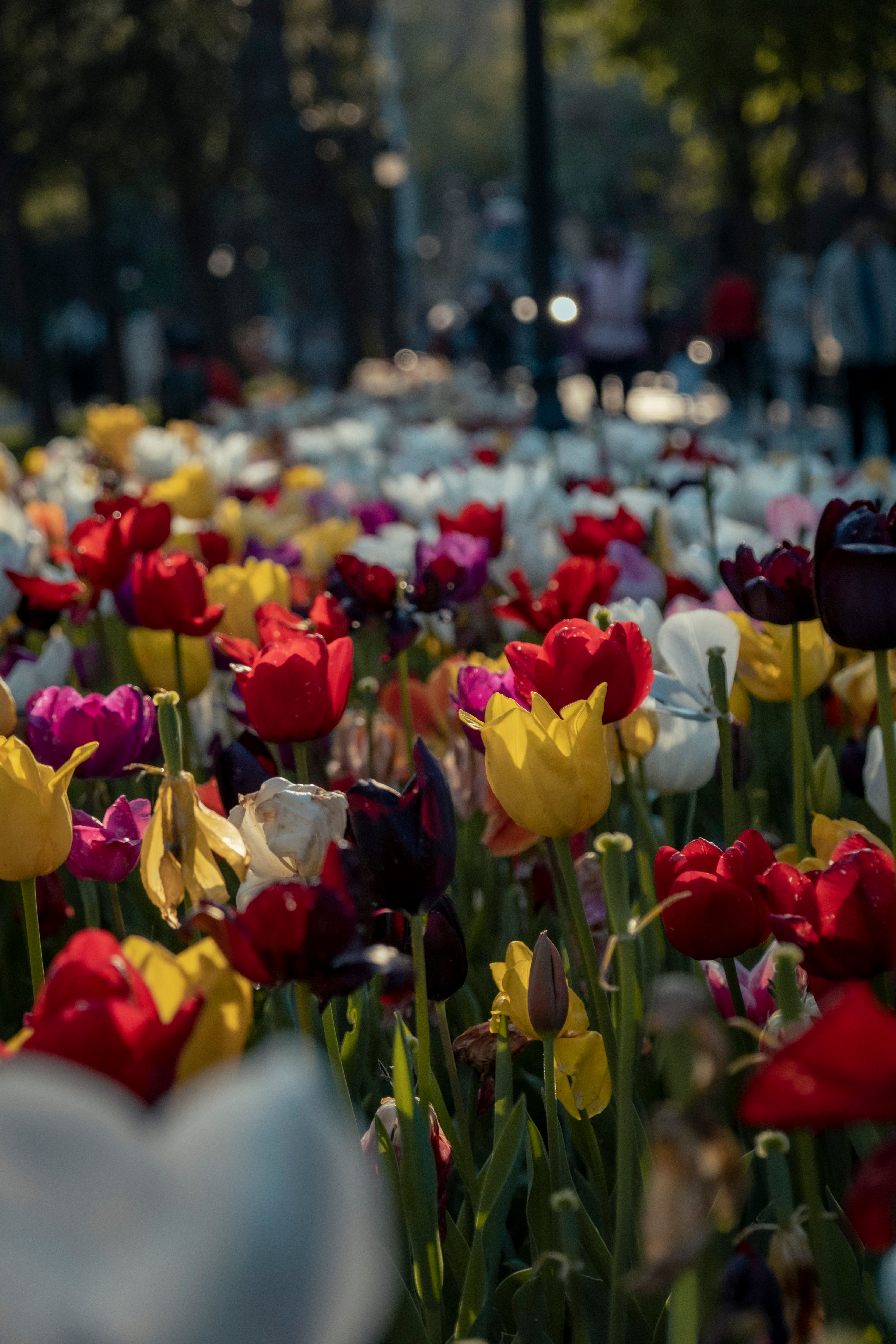 Photo of Colorful Tulips · Free Stock Photo