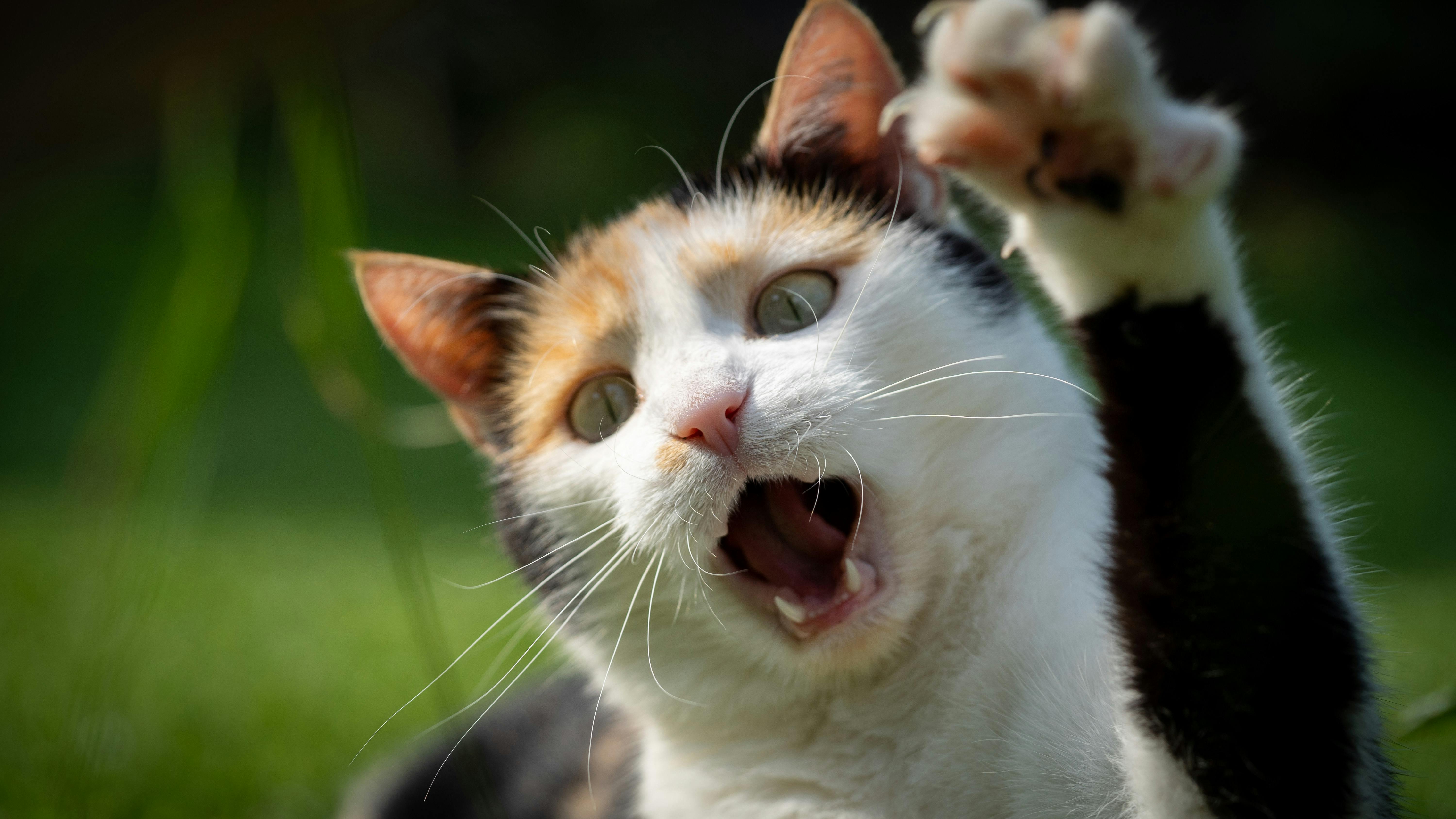 Close up of Yawning Cat · Free Stock Photo