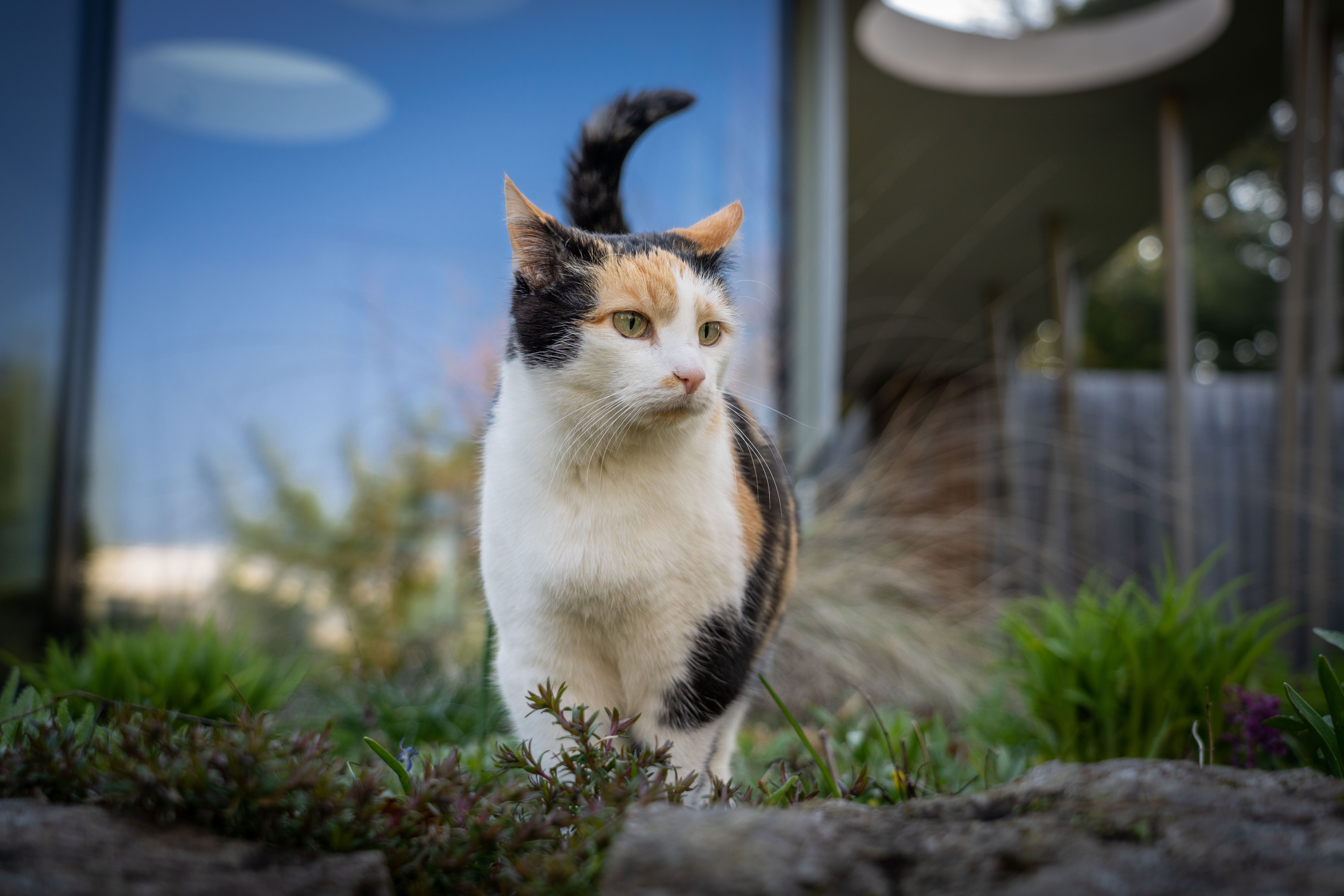 Photo of a Cat · Free Stock Photo