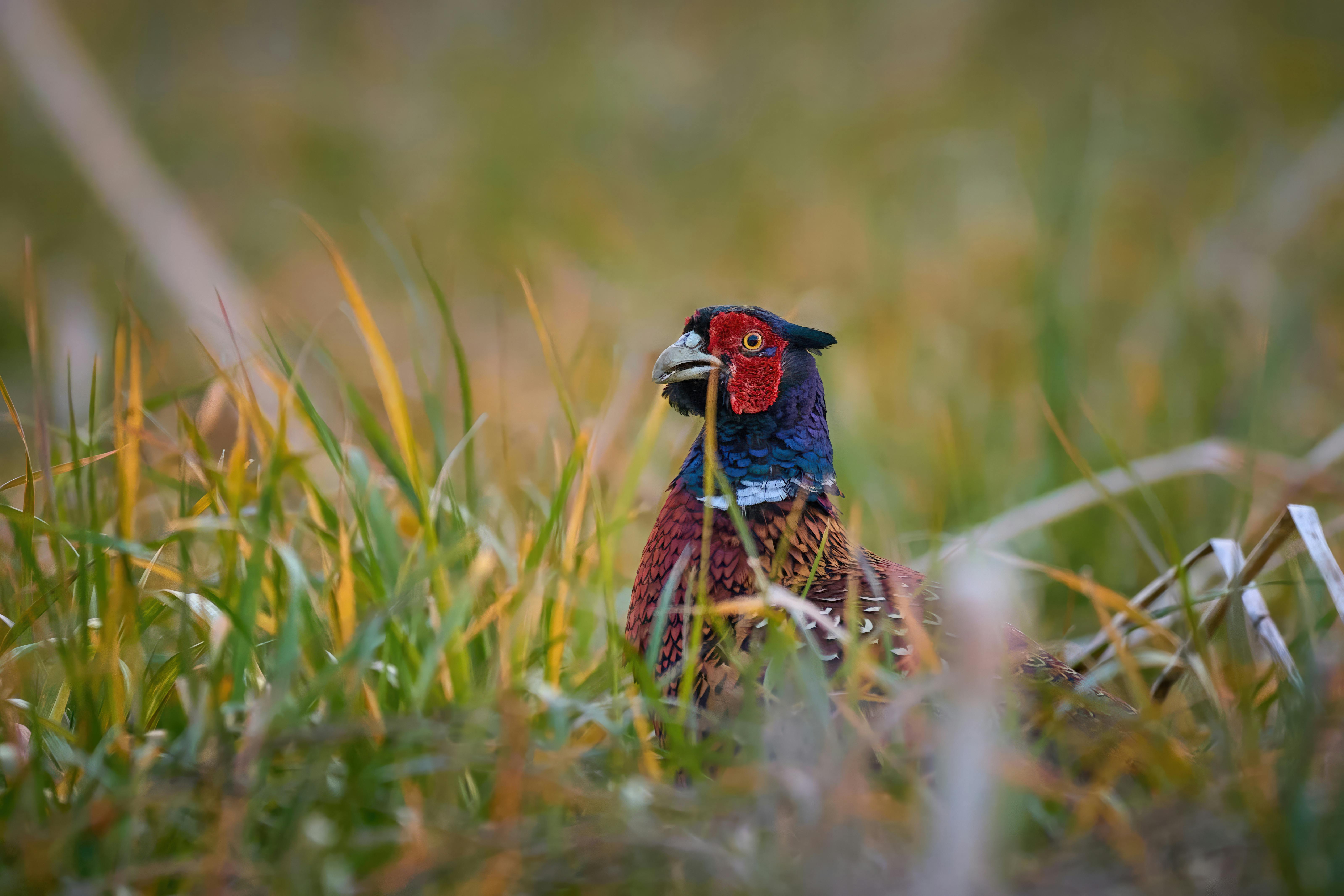 Close up of Colorful Pheasant · Free Stock Photo