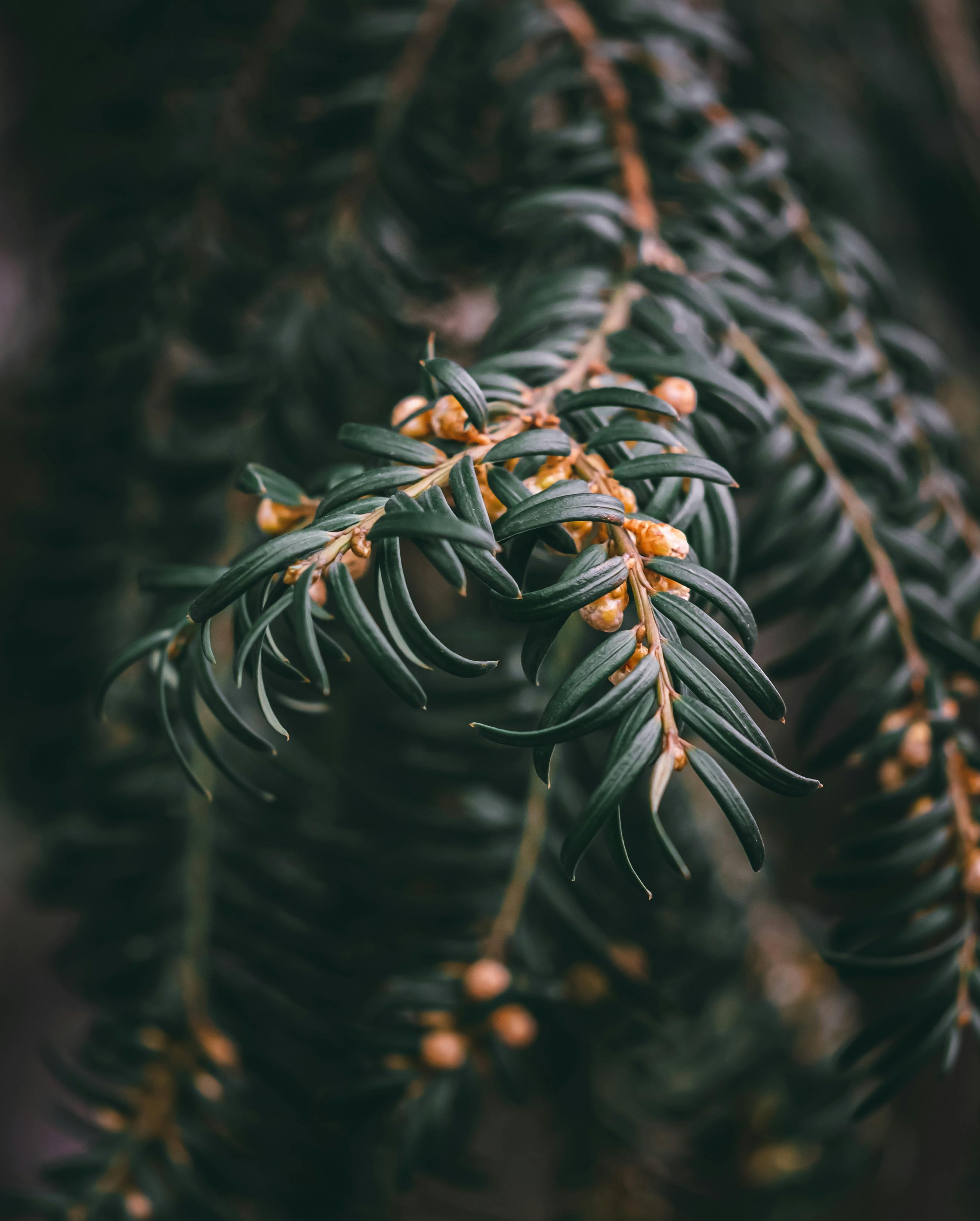 Studio Forest Background Photos, Download The BEST Free Studio Forest ...