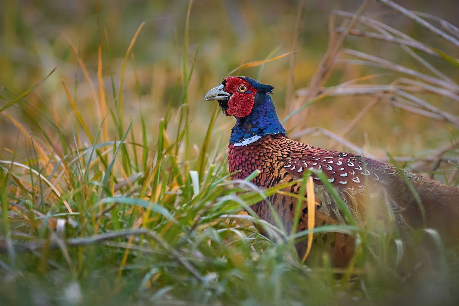 Pheasant On Grass Photos, Download The BEST Free Pheasant On Grass ...
