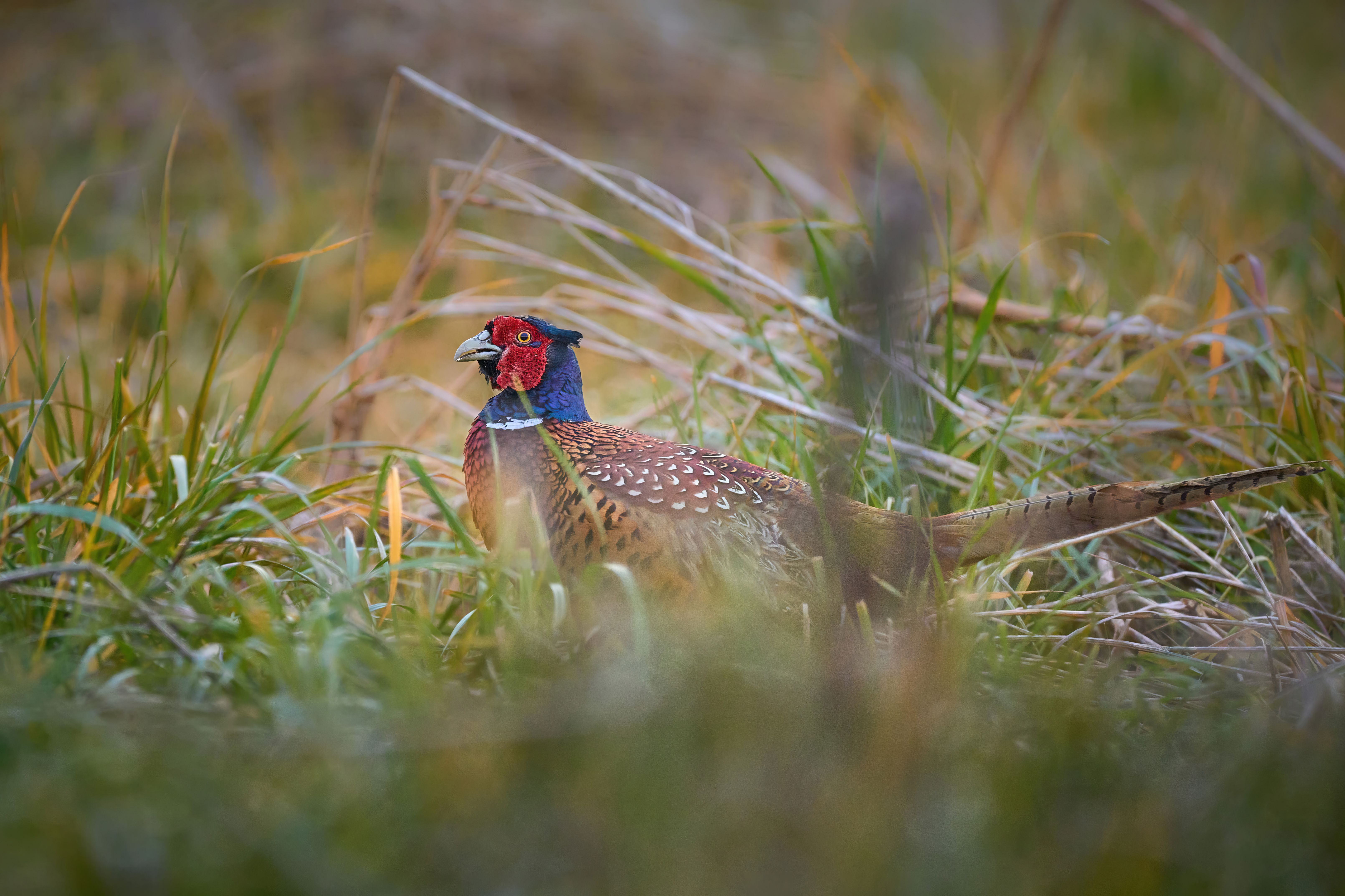 Close up of Two Pheasants · Free Stock Photo