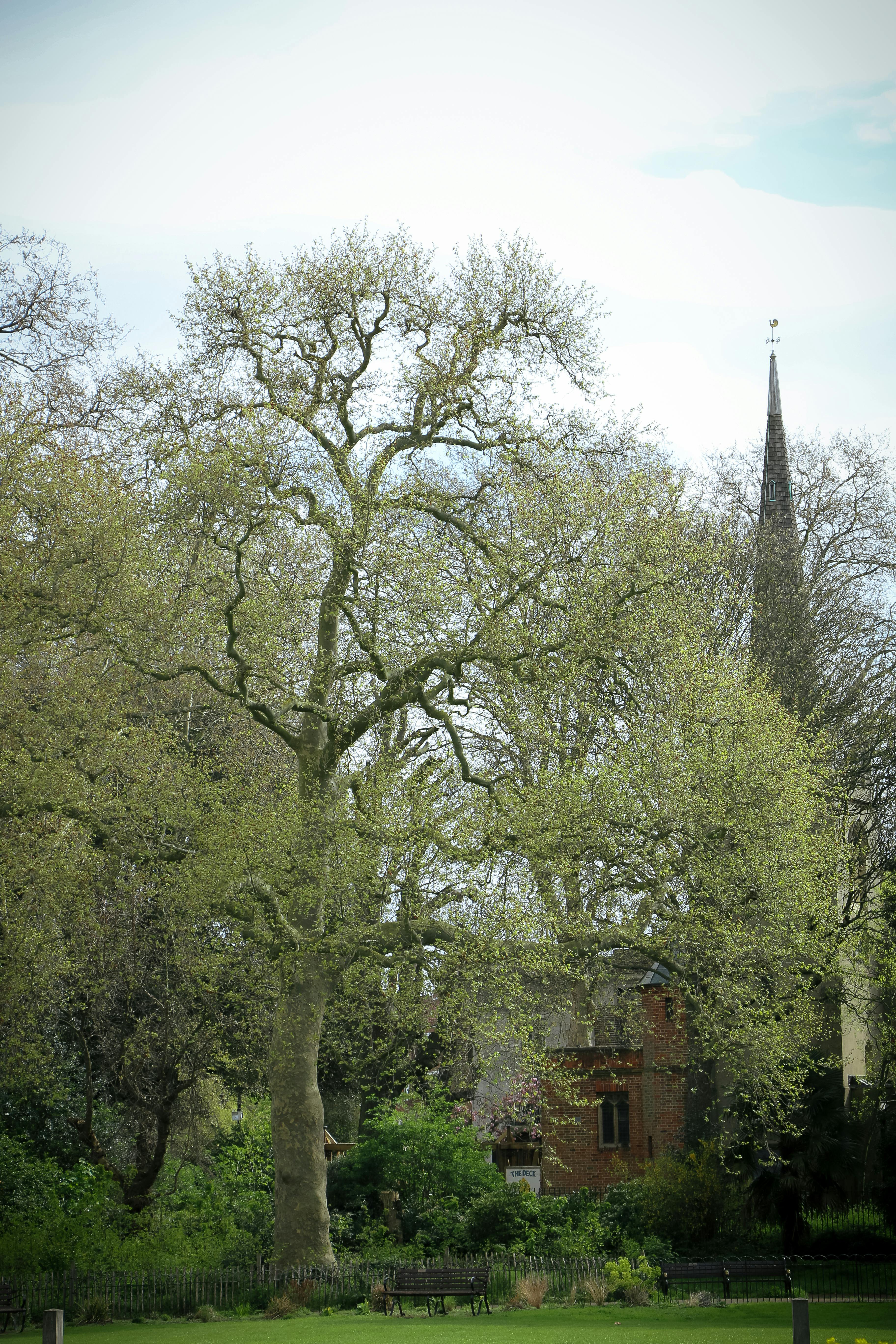 Green Trees in Park in Village · Free Stock Photo