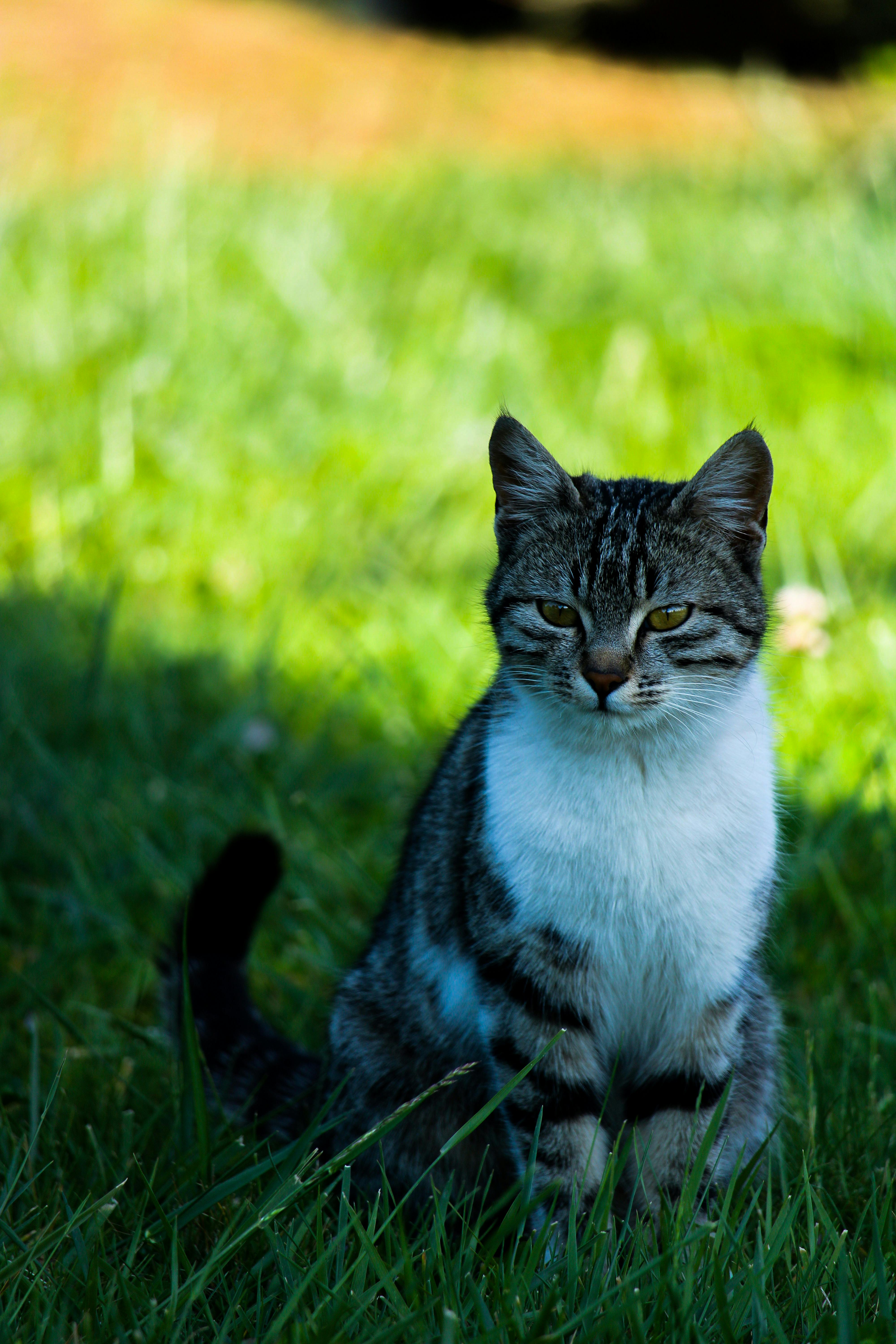 Close-up of a Sleeping Cat · Free Stock Photo