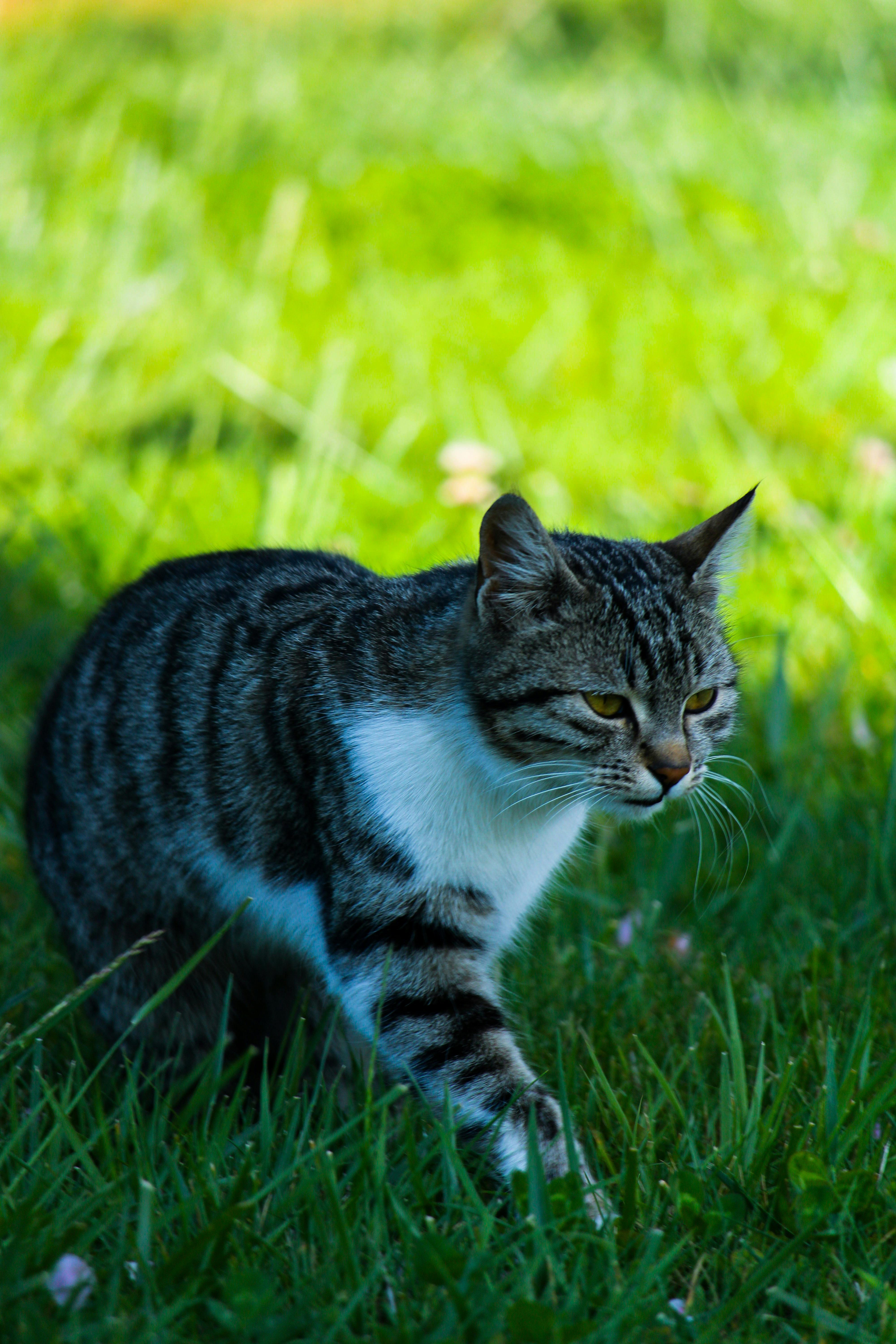 Tabby Cat Walking through Grass · Free Stock Photo