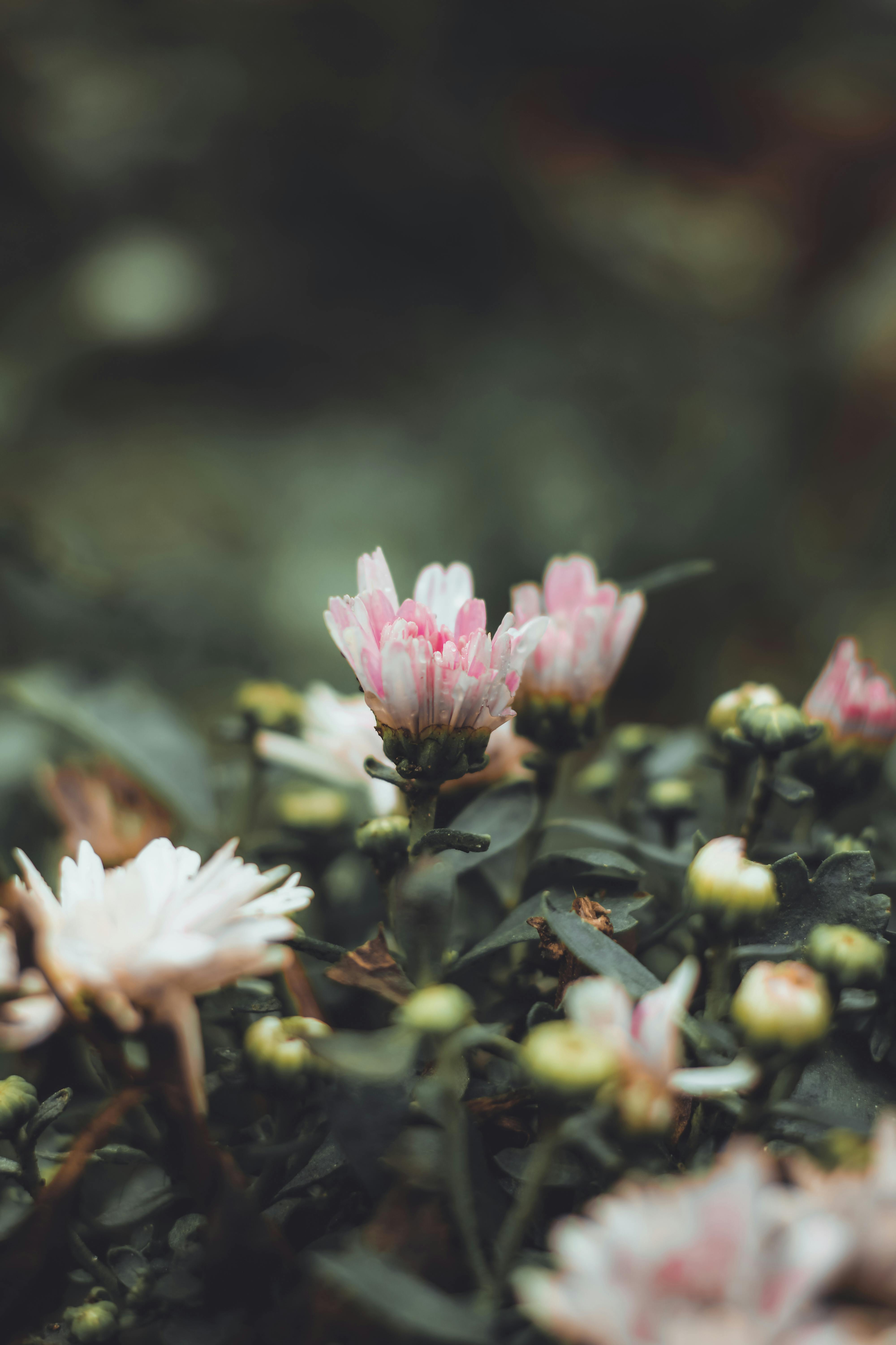 Flowers Budding in Spring · Free Stock Photo