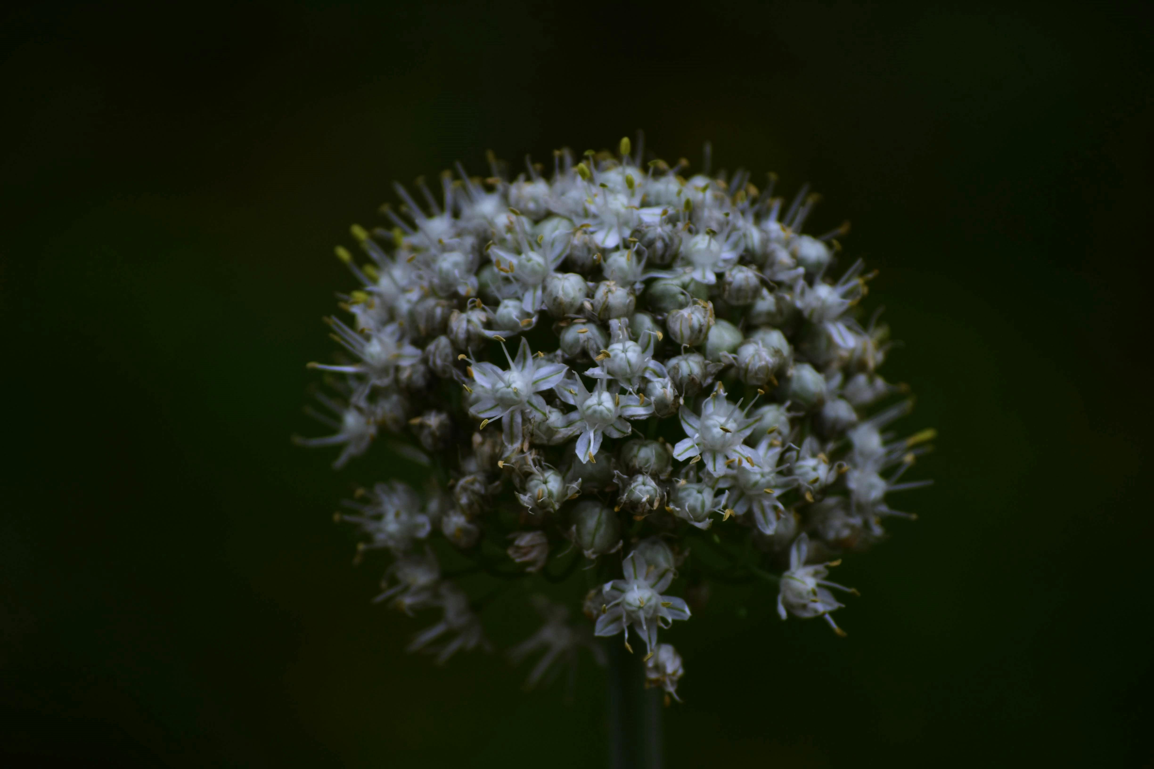 Selective Focus Photography of White Chive Flower in Bloom · Free Stock ...