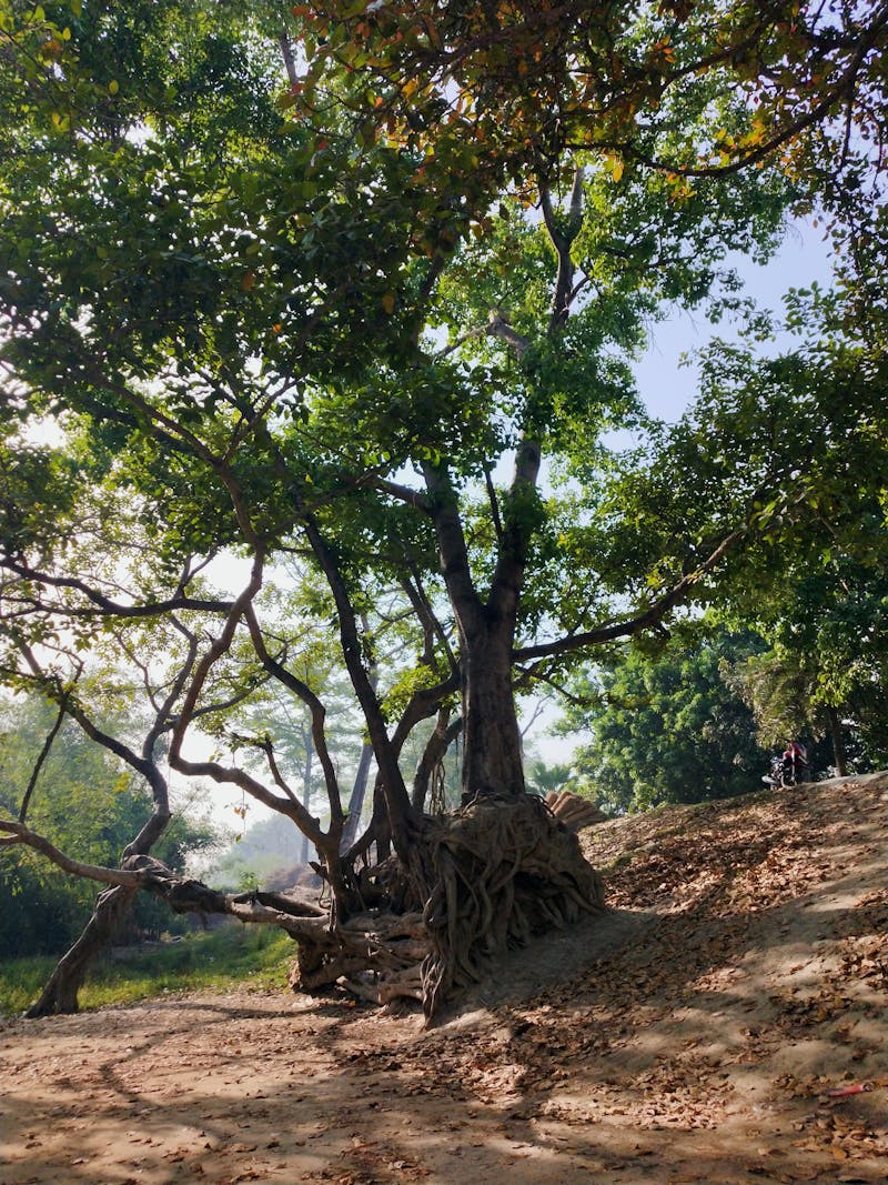 Twisted Roots Photos, Download The BEST Free Twisted Roots Stock Photos ...