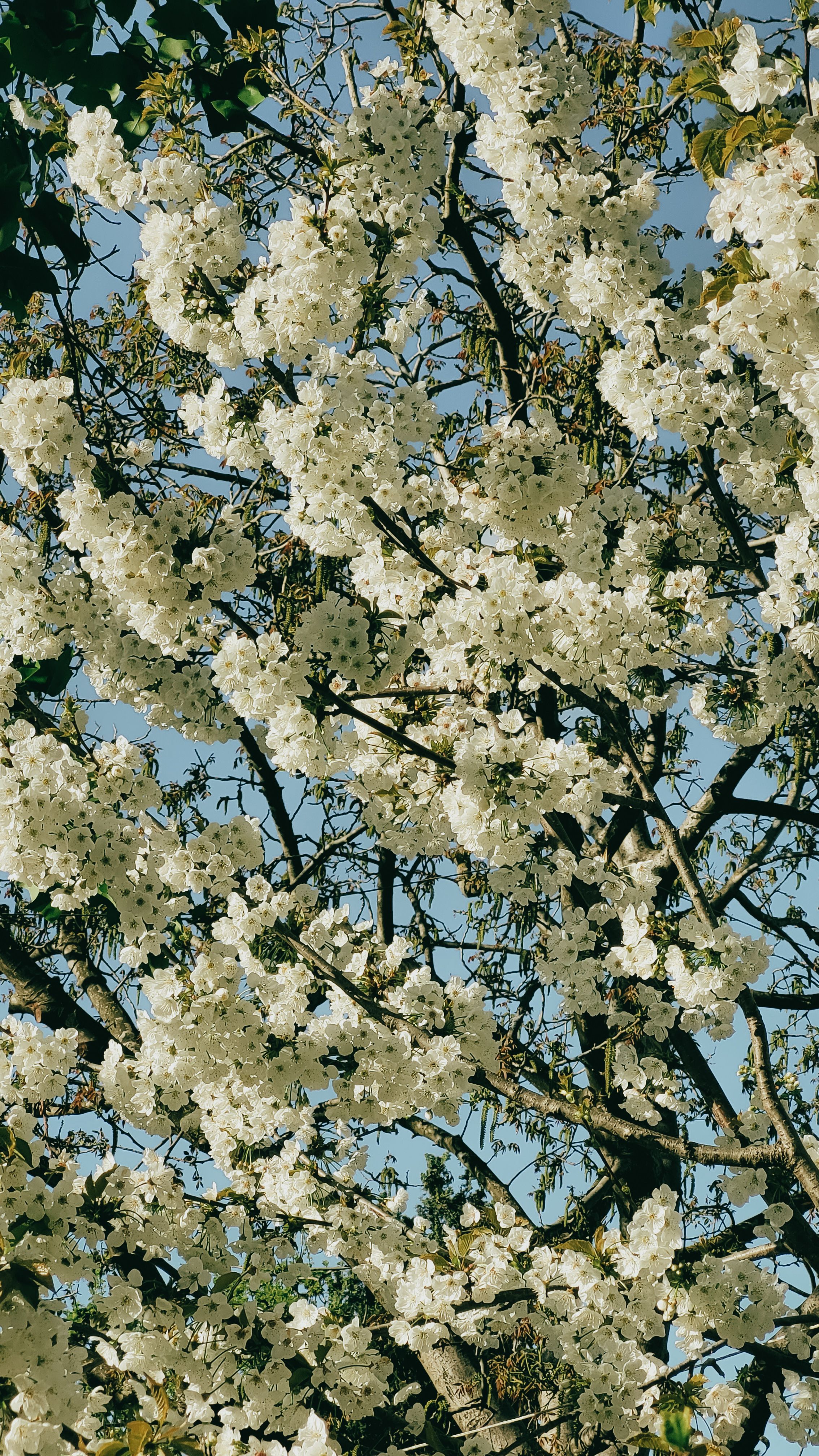 White Clusters of Flowers · Free Stock Photo