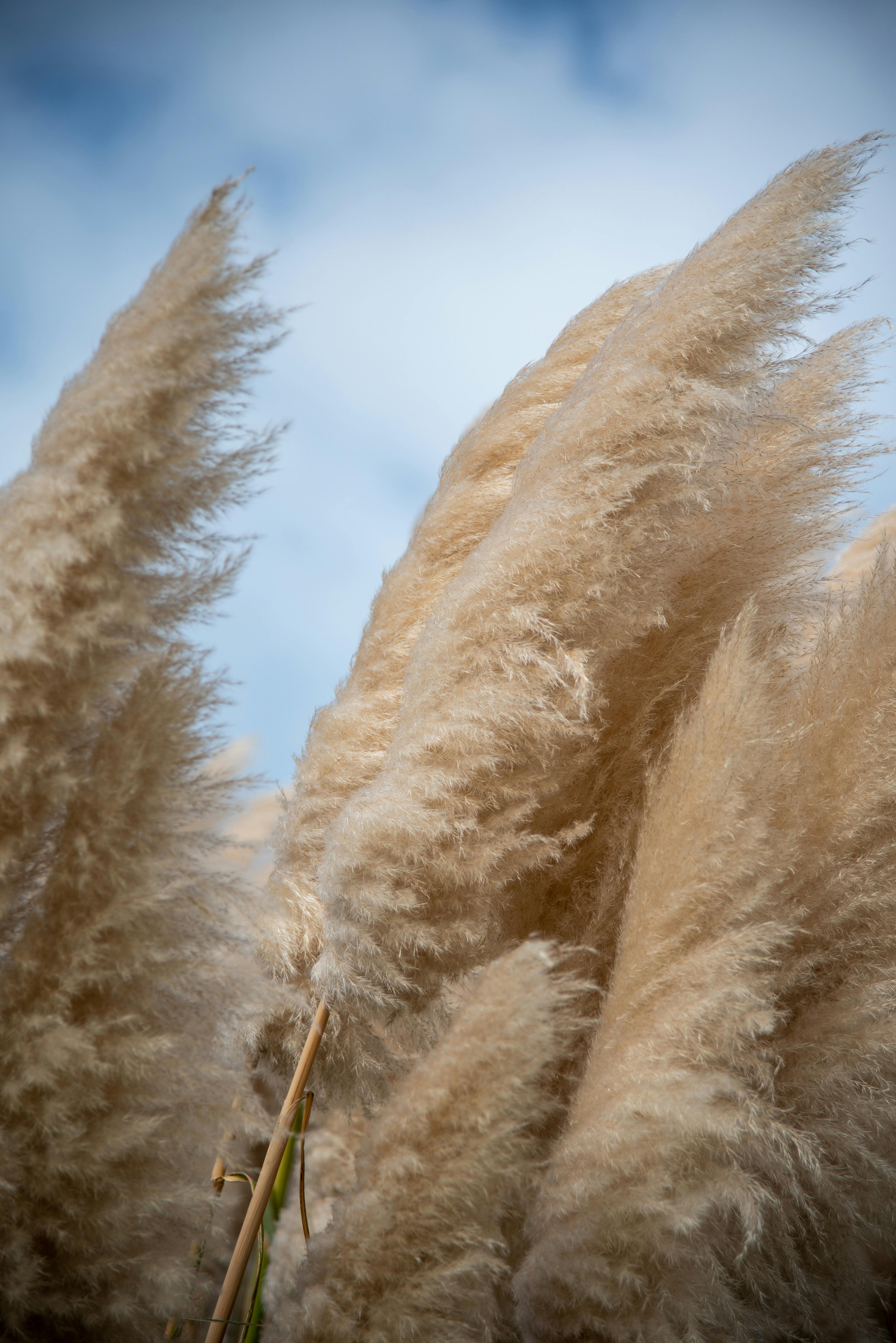 Close up of White Rushes · Free Stock Photo