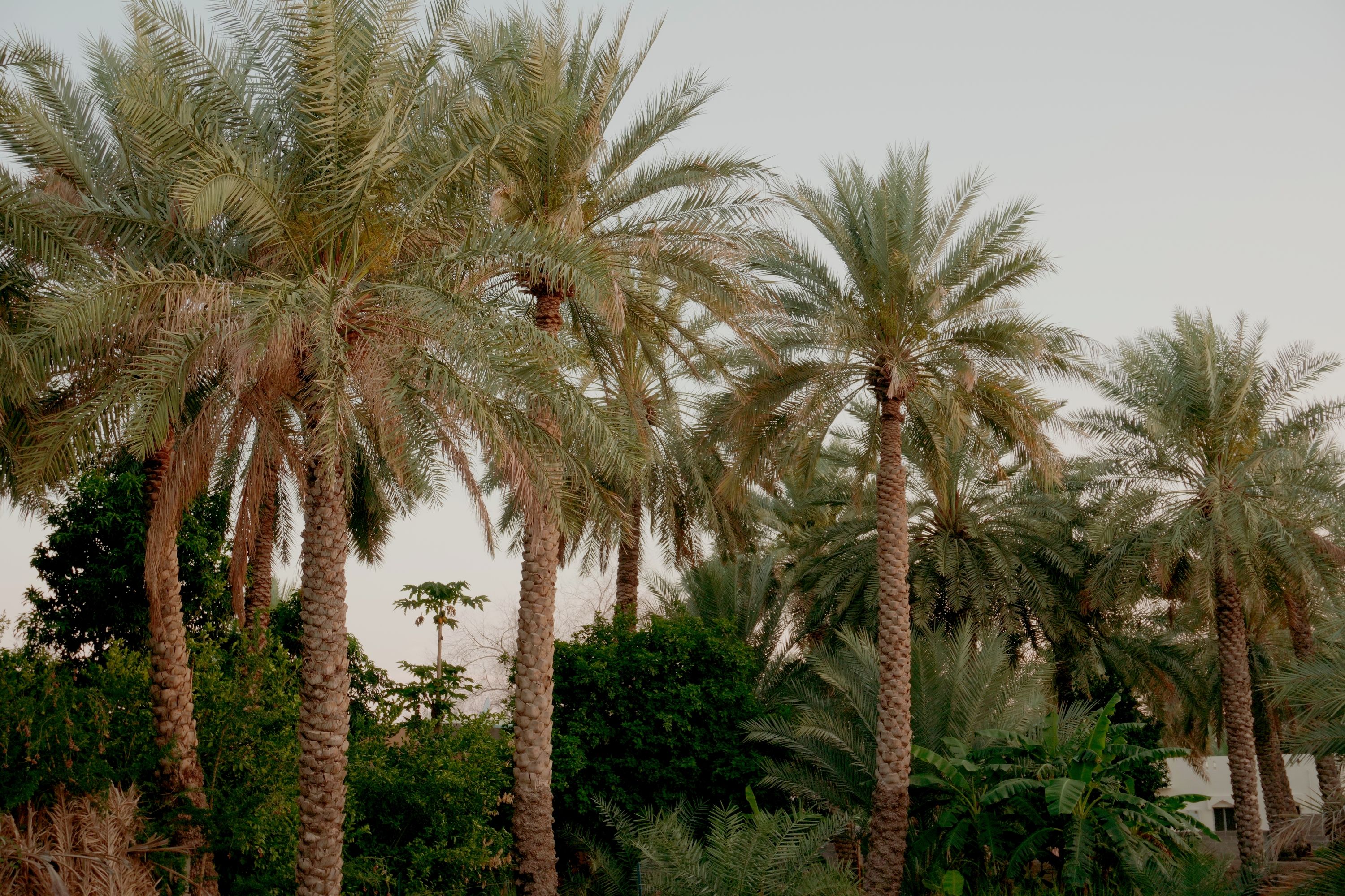 Green Palm Trees · Free Stock Photo