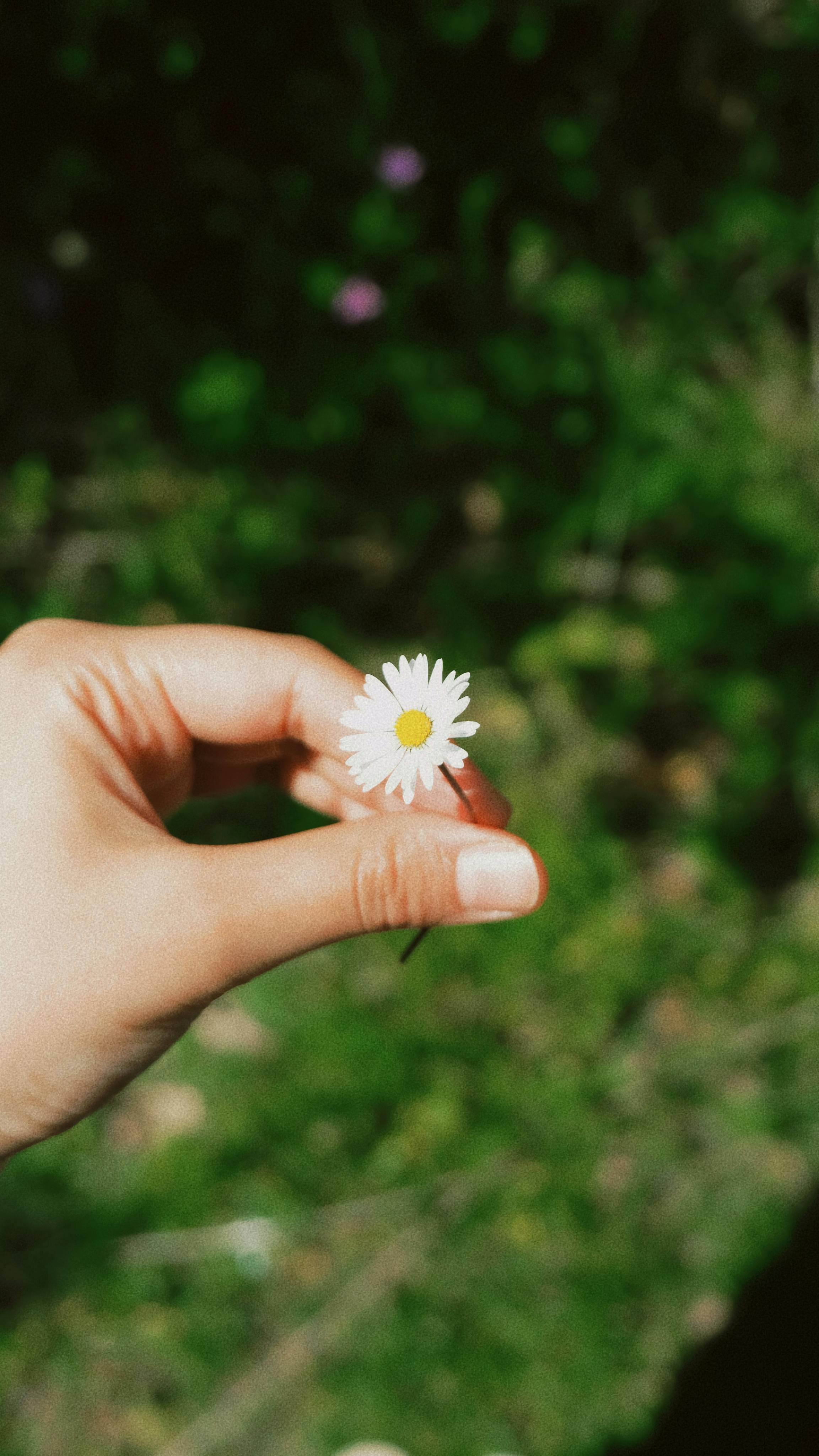 Photo of Person's Hand Holding Flowers · Free Stock Photo