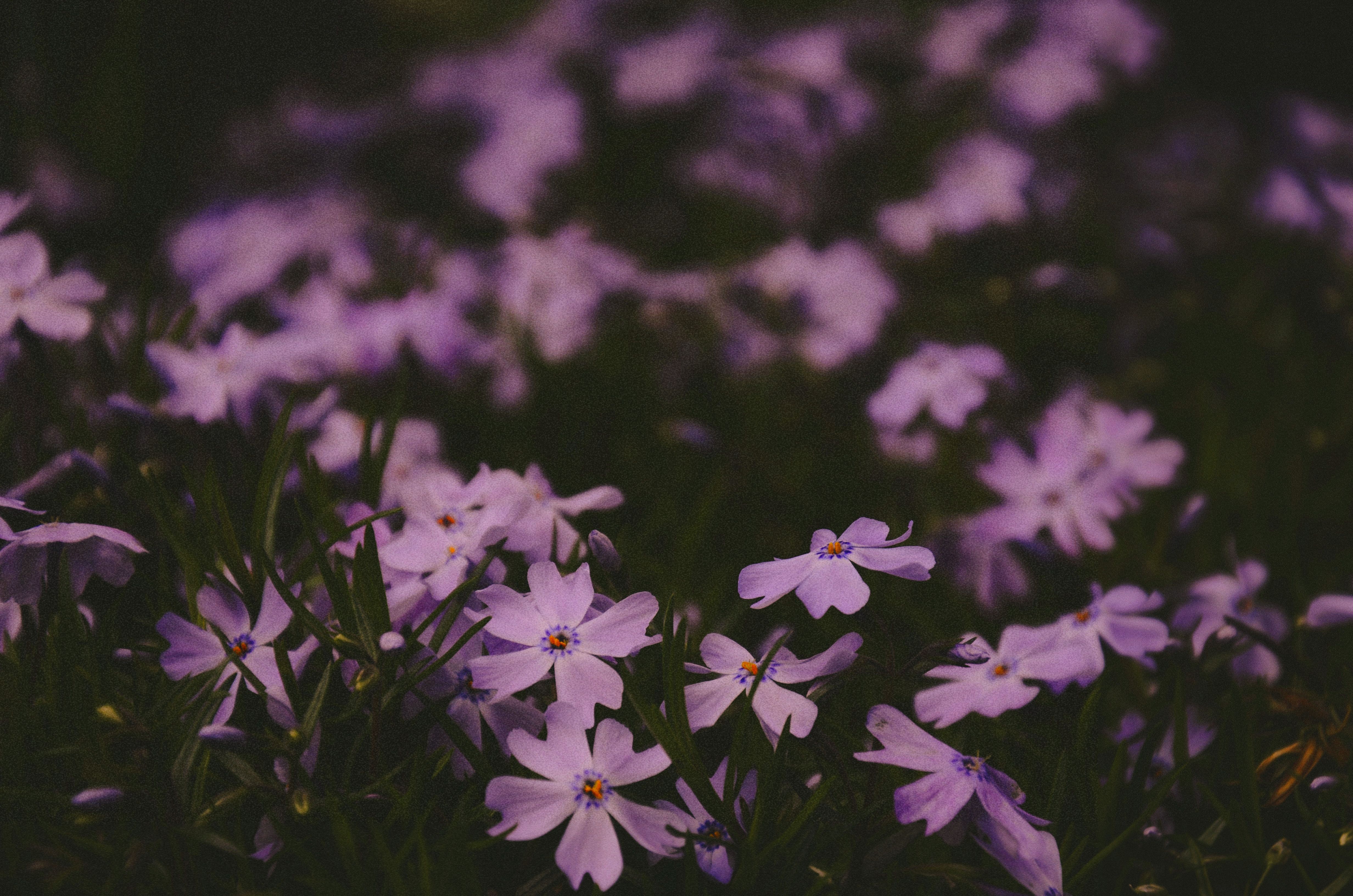 Purple Flower Background Tumblr