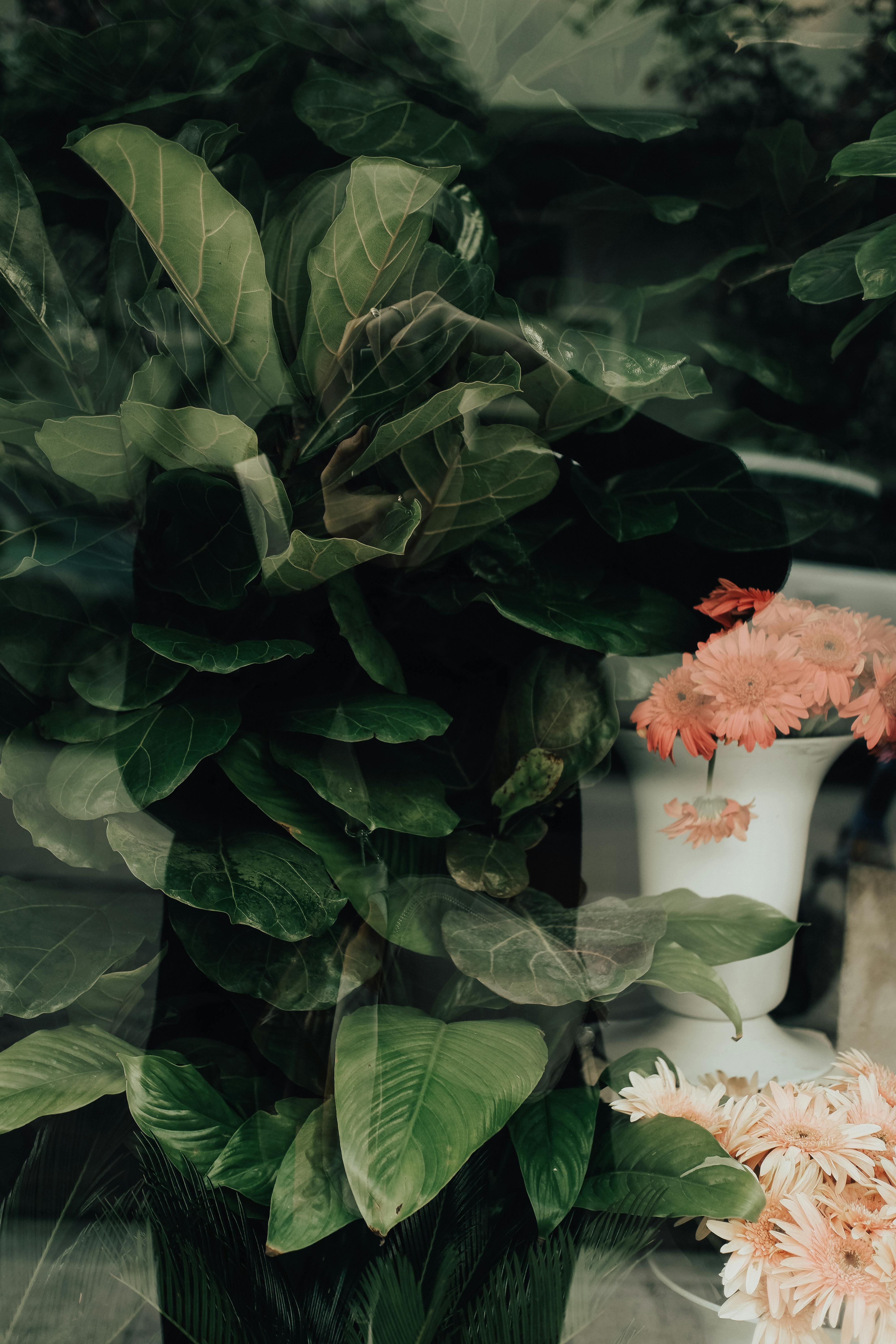 Overlap Leaves Photos, Download The BEST Free Overlap Leaves Stock ...