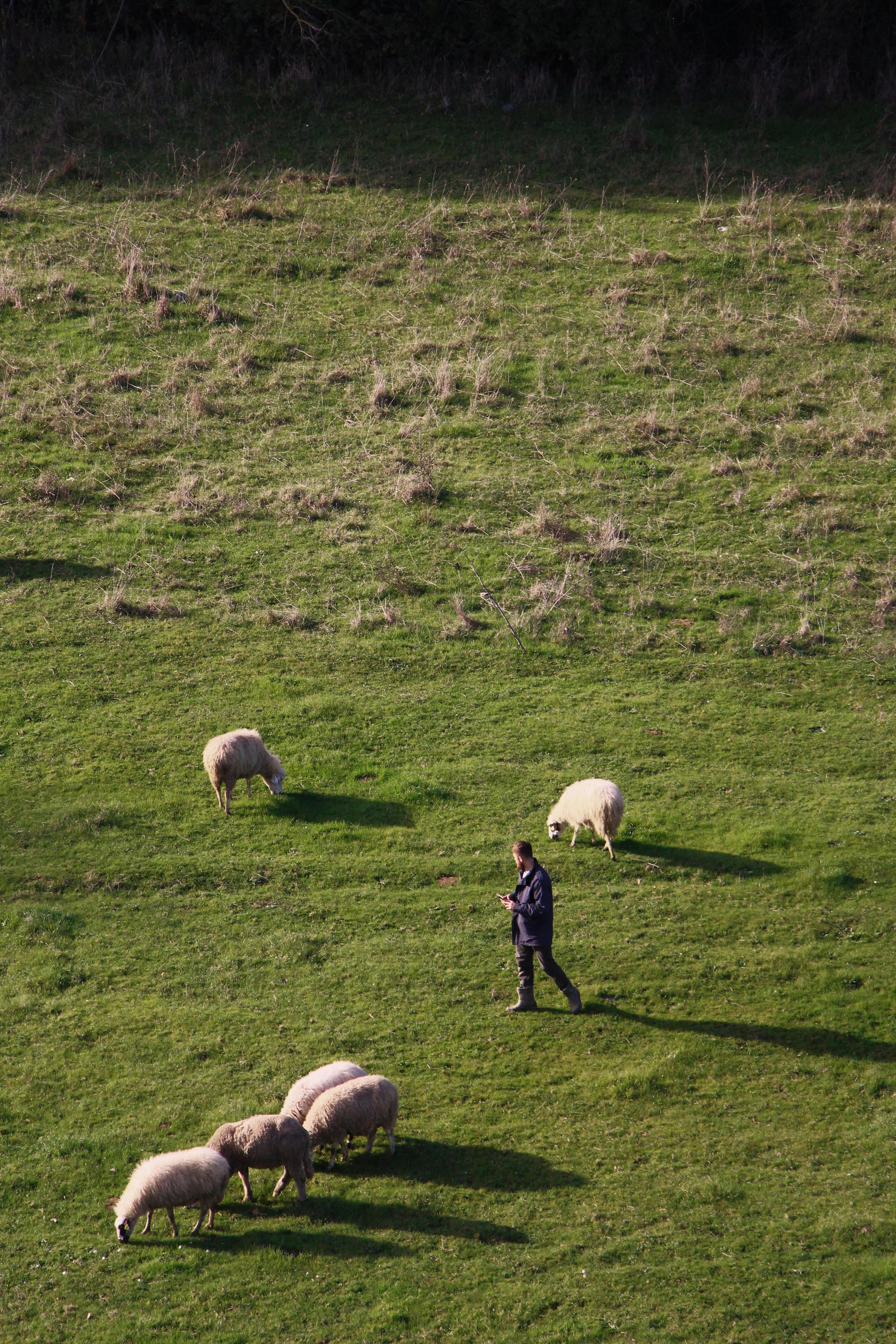 Shepherd and Sheep on a Pasture · Free Stock Photo