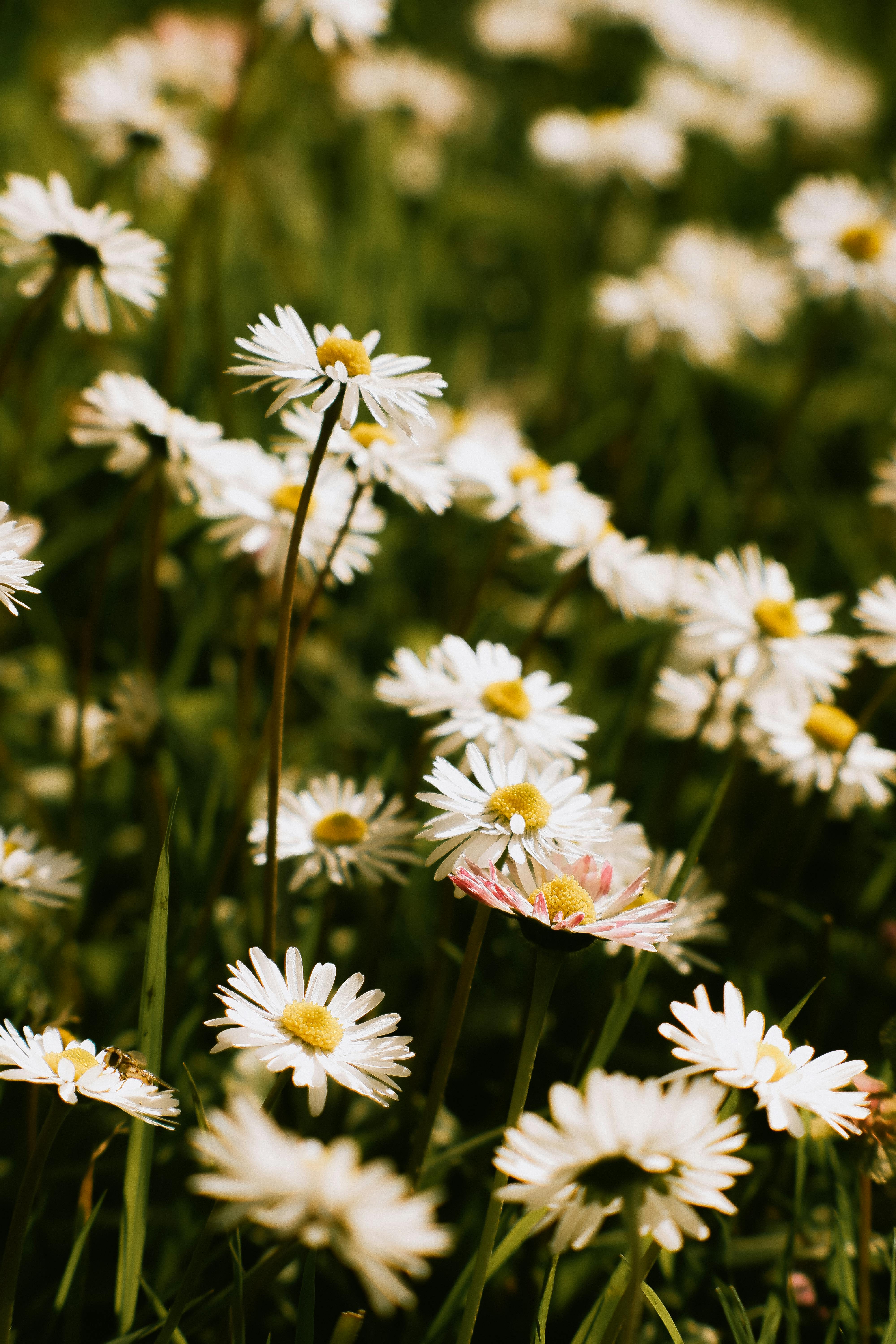 White Chamomile in the Garden · Free Stock Photo