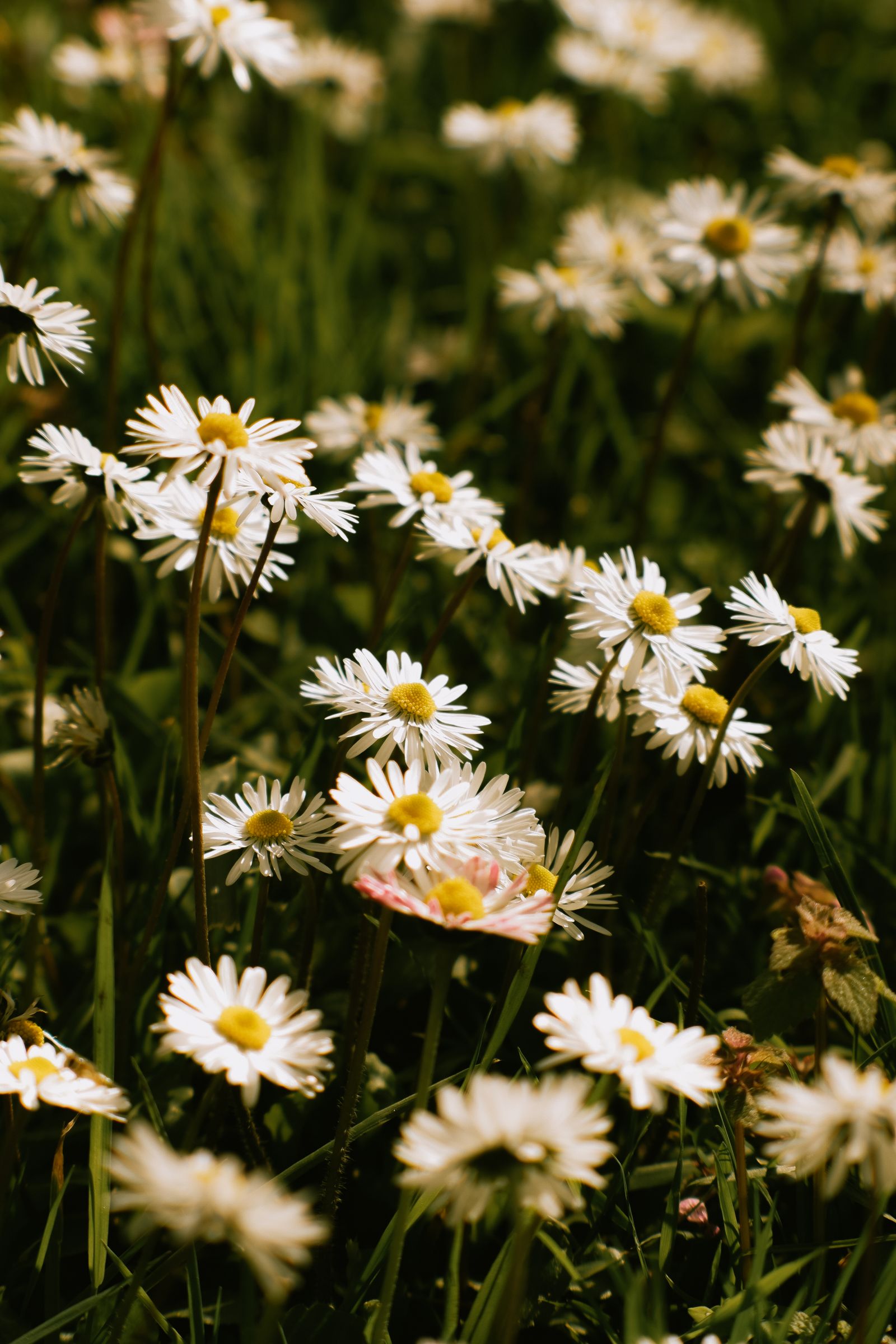 Garden Flowers Photos, Download The BEST Free Garden Flowers Stock ...